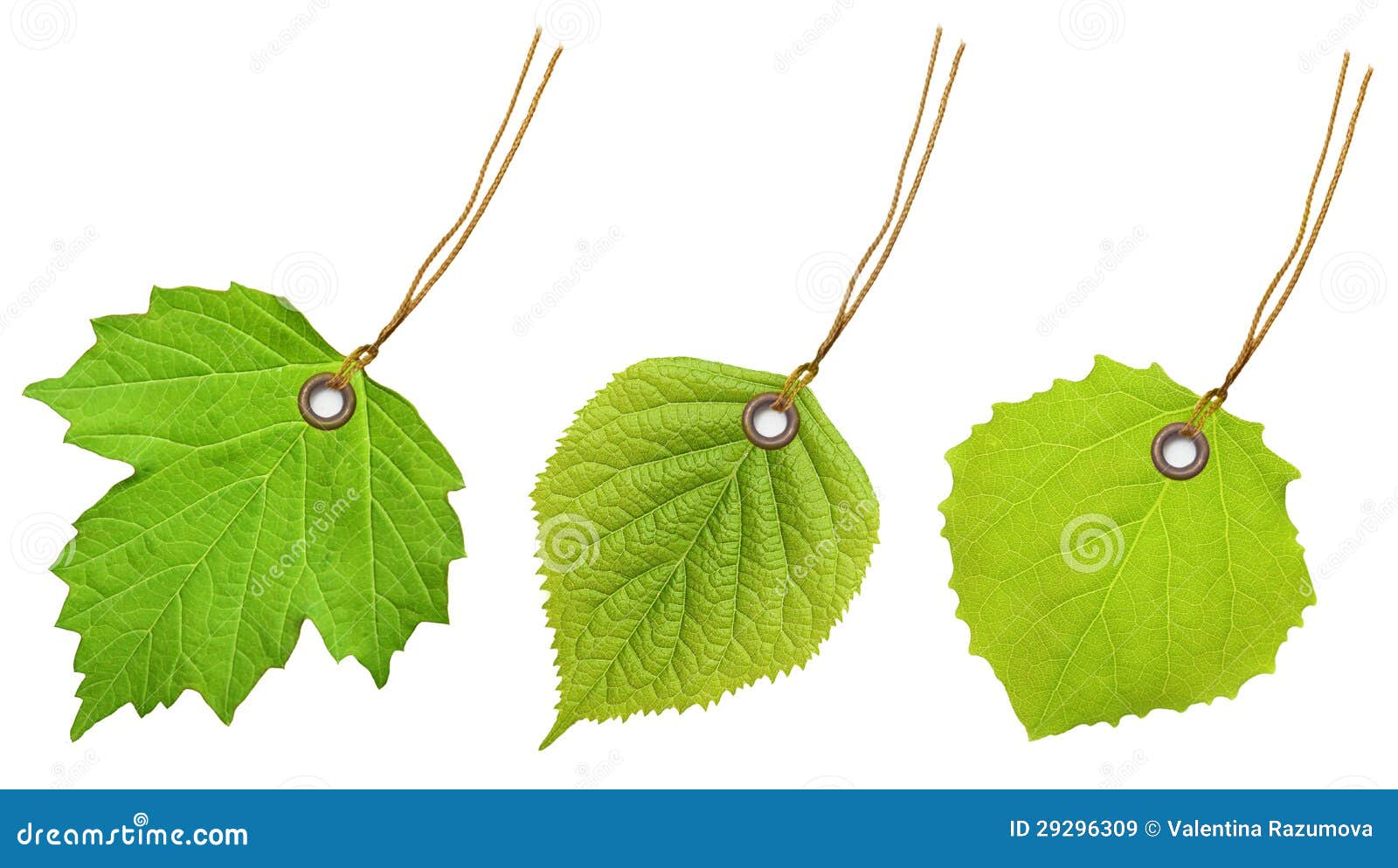 Tag label green leaf stock image. Image of element, green - 29296309