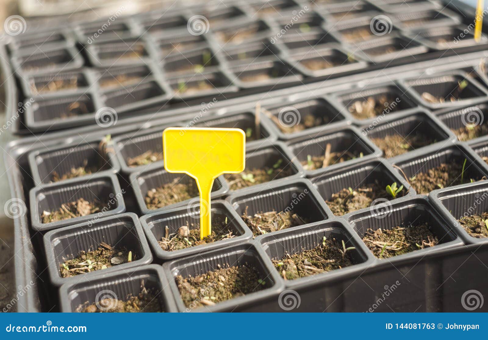 Tag or Label for Sprout Seedling Stock Image - Image of natural ...