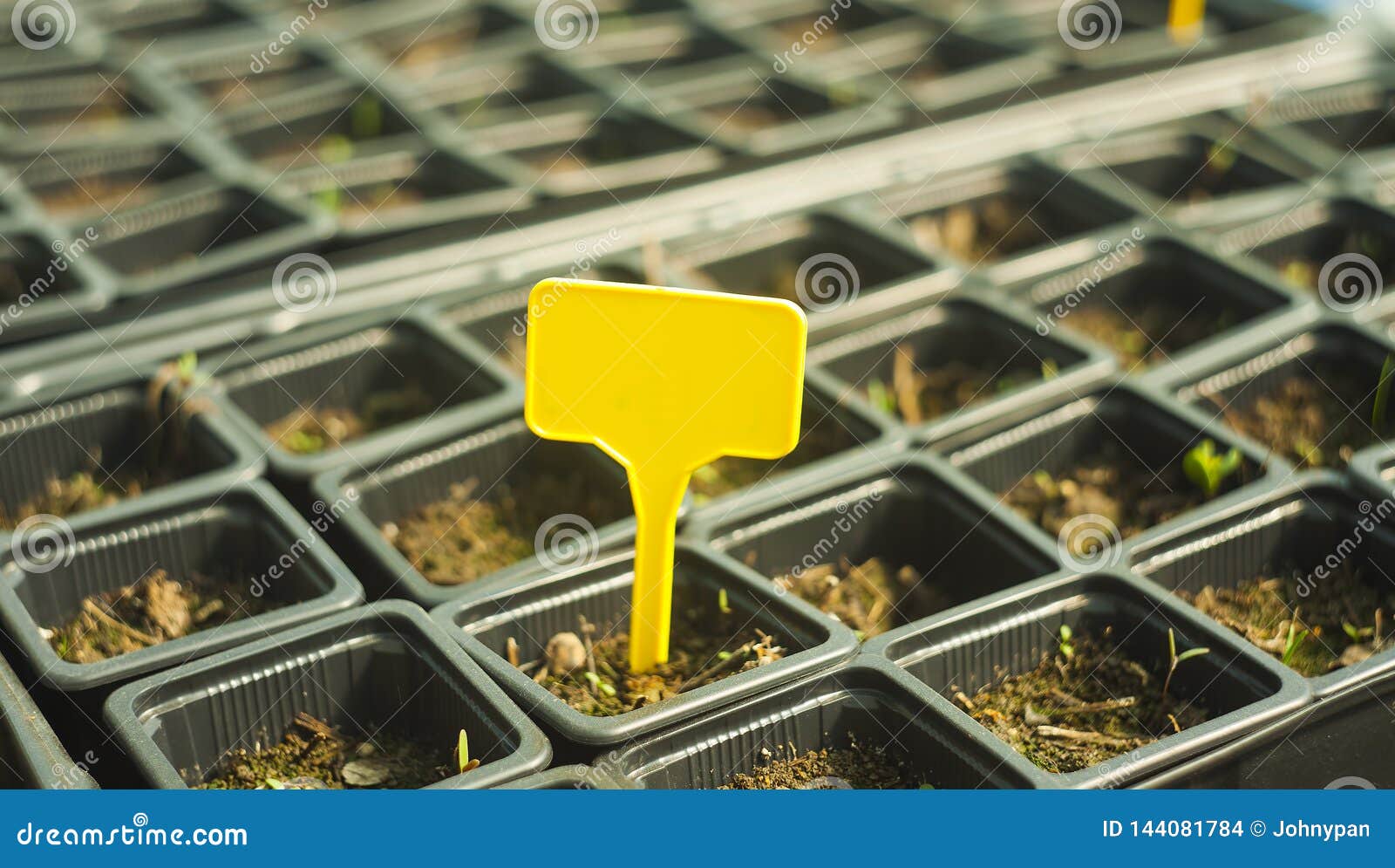 Tag or Label for Sprout Seedling Stock Photo - Image of botany, season ...