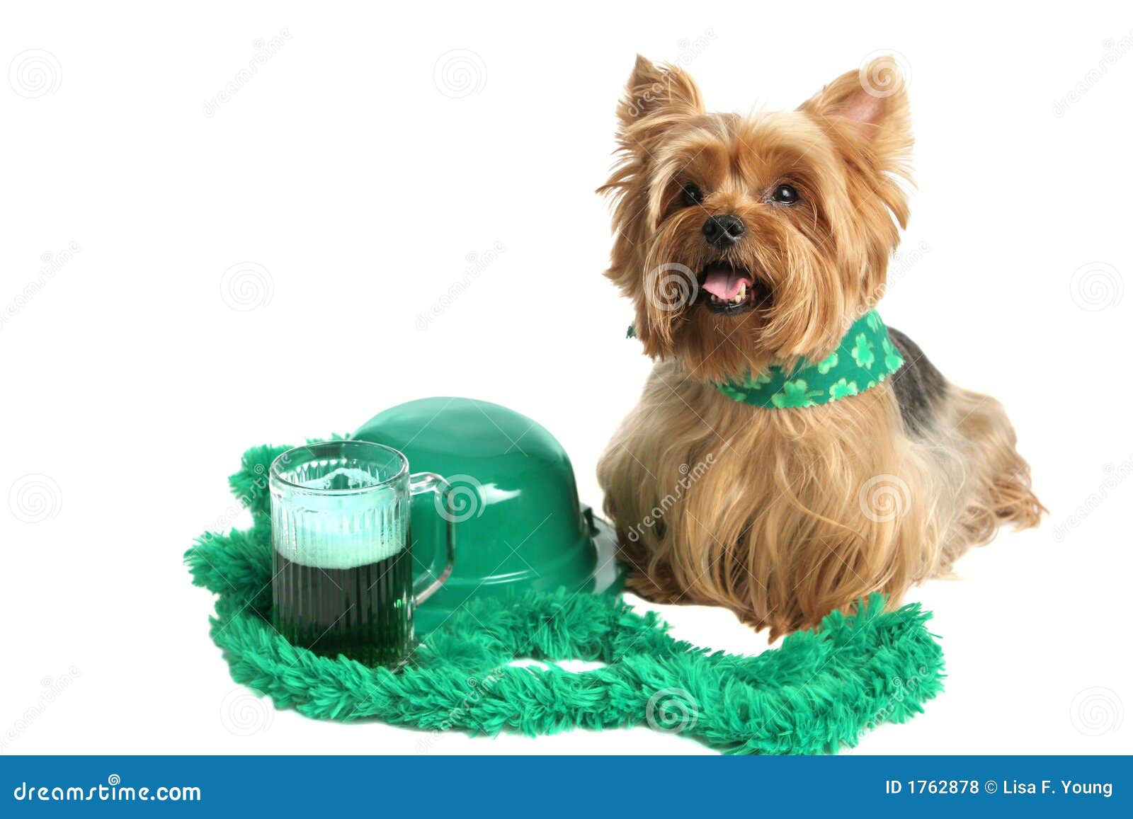 Tag Yorkie Str.-Patricks stockfoto. Bild von becher, tier - 1762878