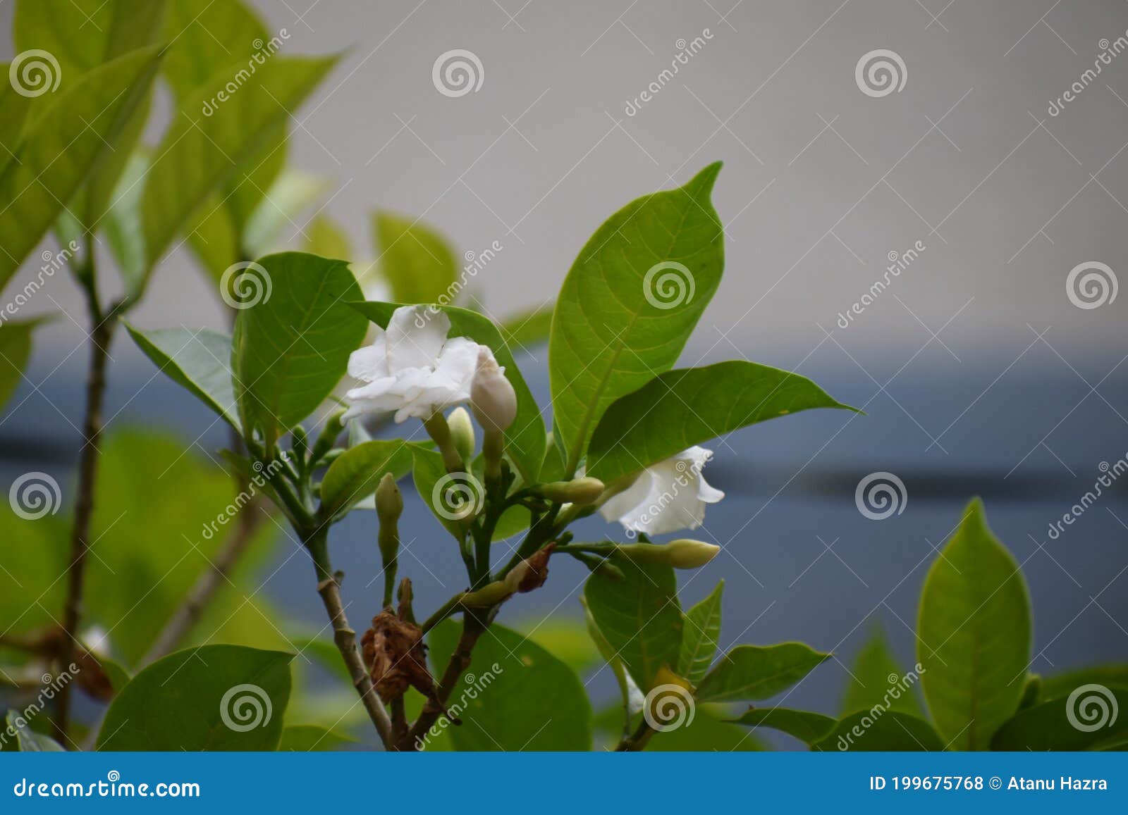 Tagar flower stock photo. Image of yellow, branch, herb - 199675768