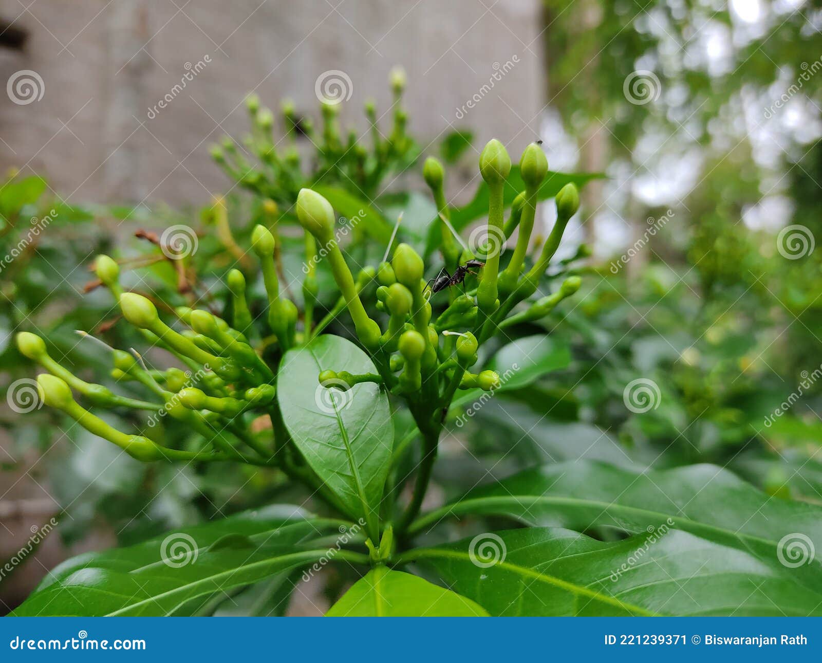 Tagara Flower Crape Jasmine Flower Bud in Nice Blur Background Hd Stock ...