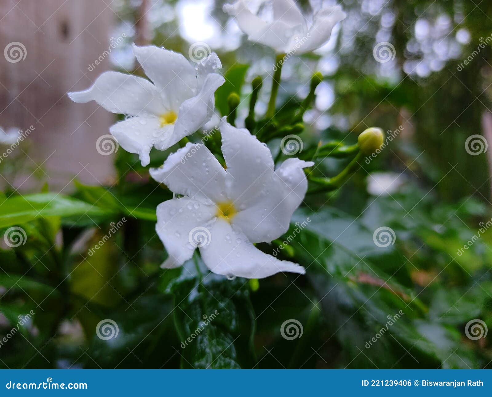 Tagara Plant Photos - Free & Royalty-Free Stock Photos from Dreamstime