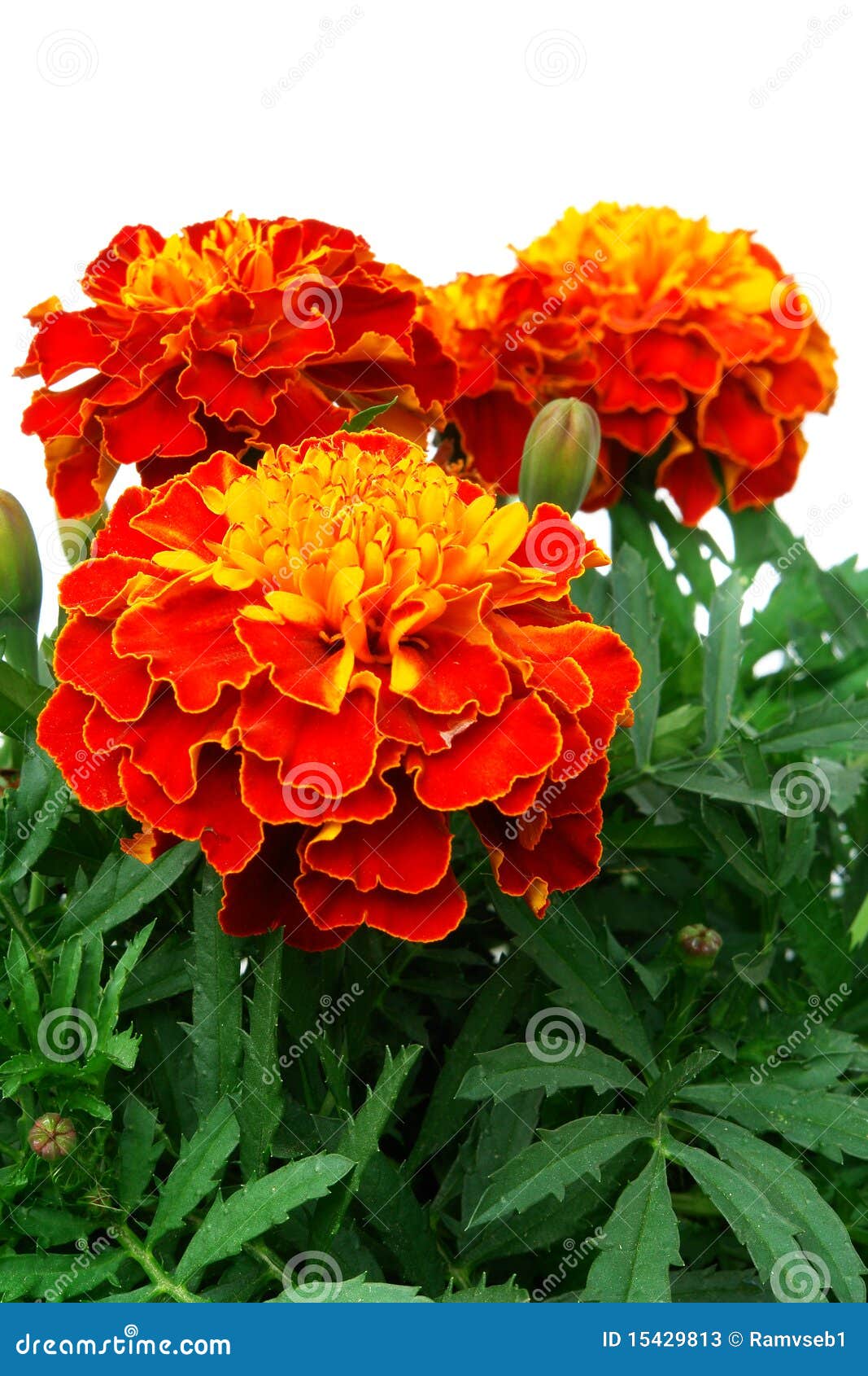 Tagetes stock image. Image of scene, botanic, marigold - 15429813