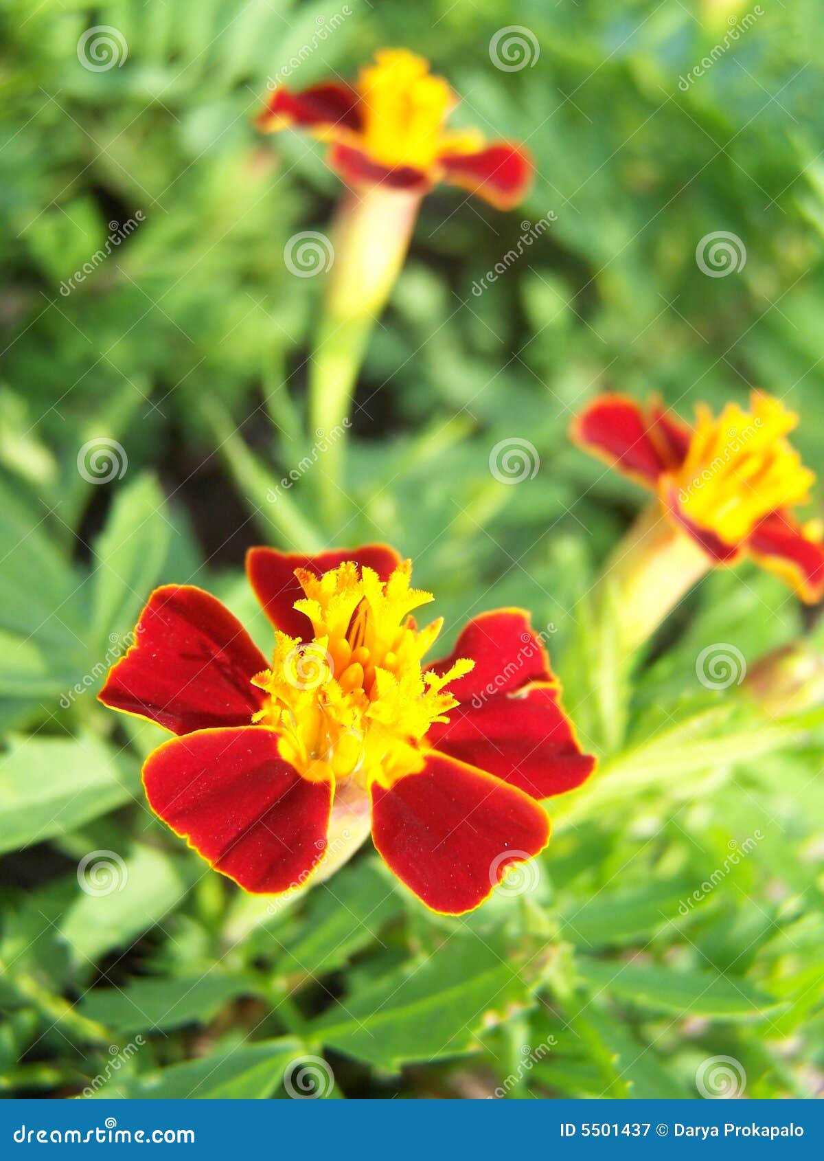 Tagetes stock image. Image of detail, summer, flora, florist - 5501437