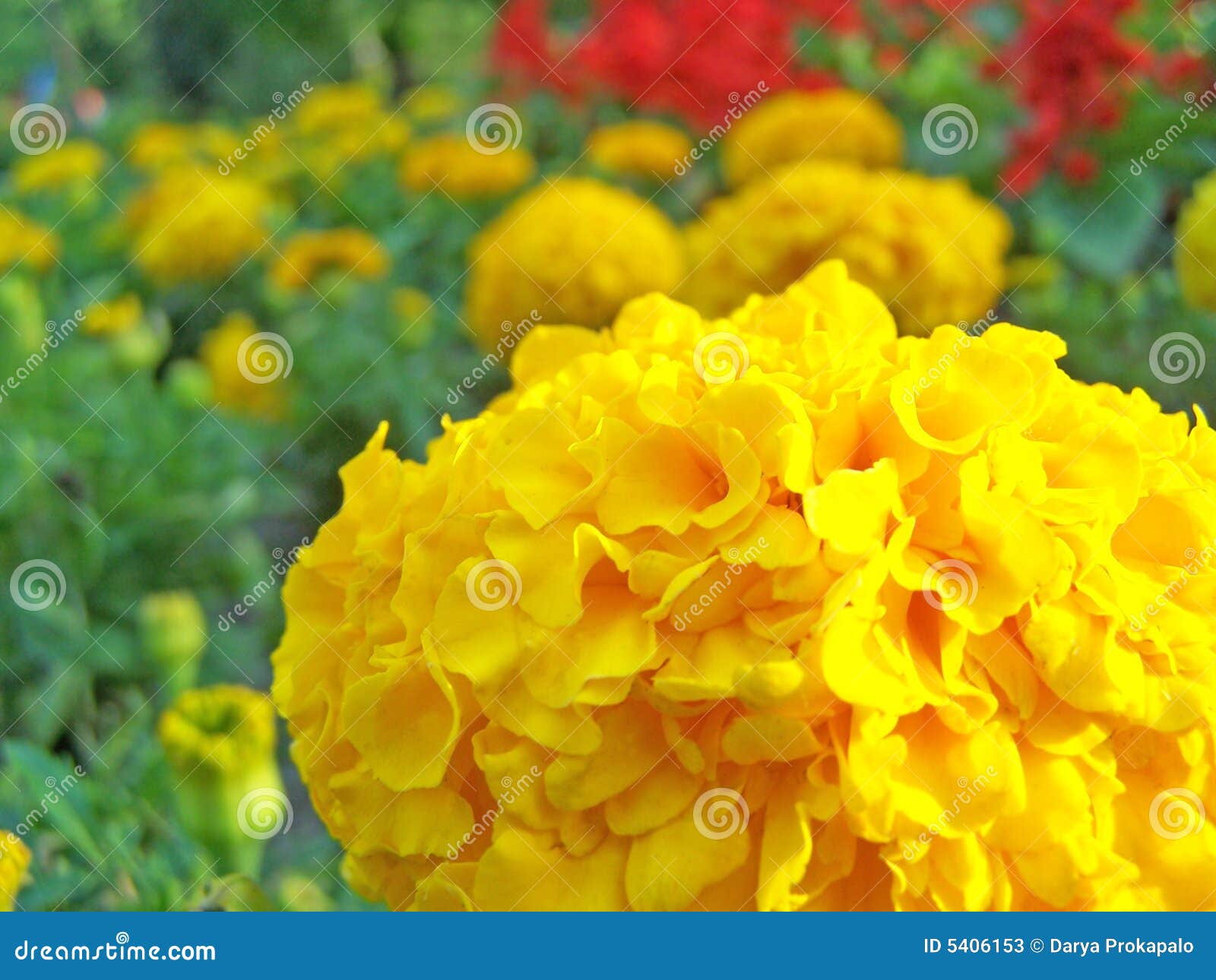 Tagetes erecta stock image. Image of detail, seasonal - 5406153
