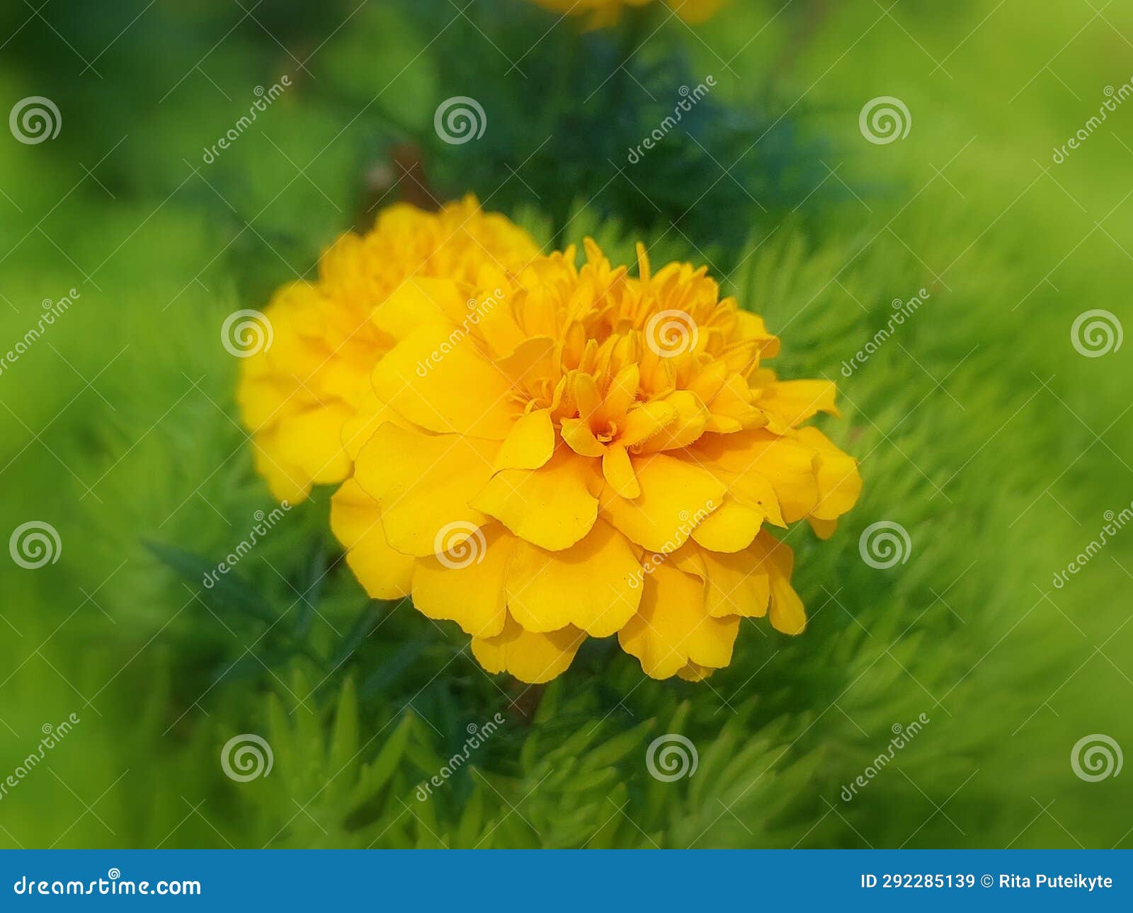 Aztec Marigold Flower In Nature Stock Image | CartoonDealer.com #159521533