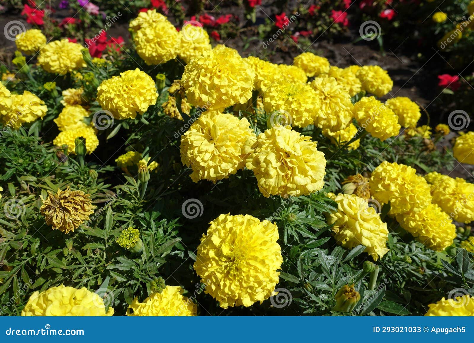 Tagetes Erecta with Bright Yellow Flowers Stock Image - Image of stem ...