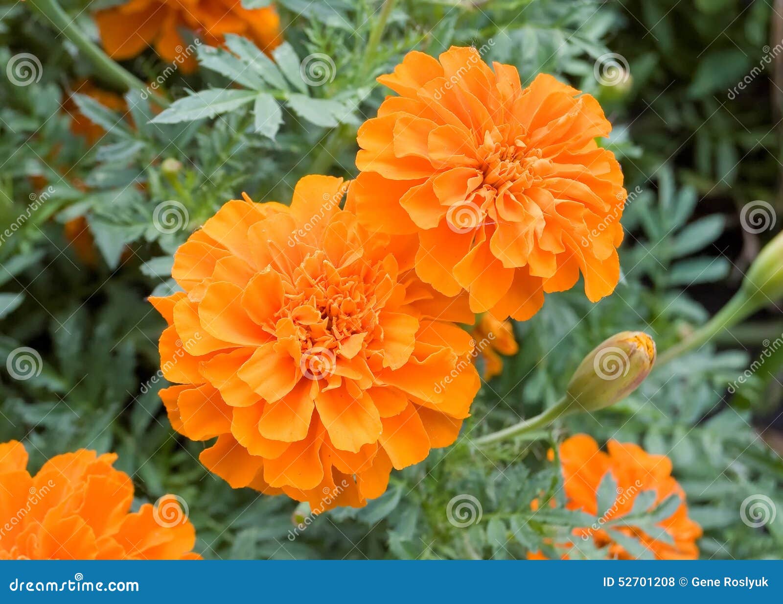 Tagetes erecta close-up stock photo. Image of marigold - 52701208
