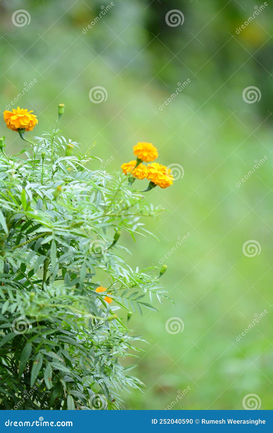Tagetes Erecta - Daspethiya Flower of Sri Lanka Stock Photo - Image of ...