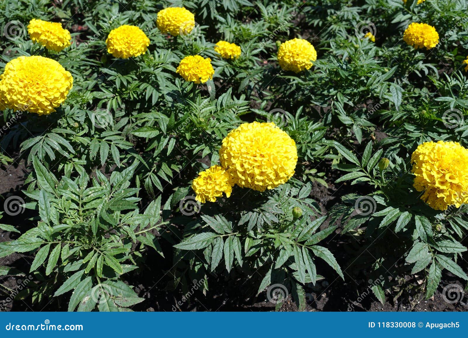 Tagetes Erecta in Bloom in May Stock Photo - Image of heads, common ...