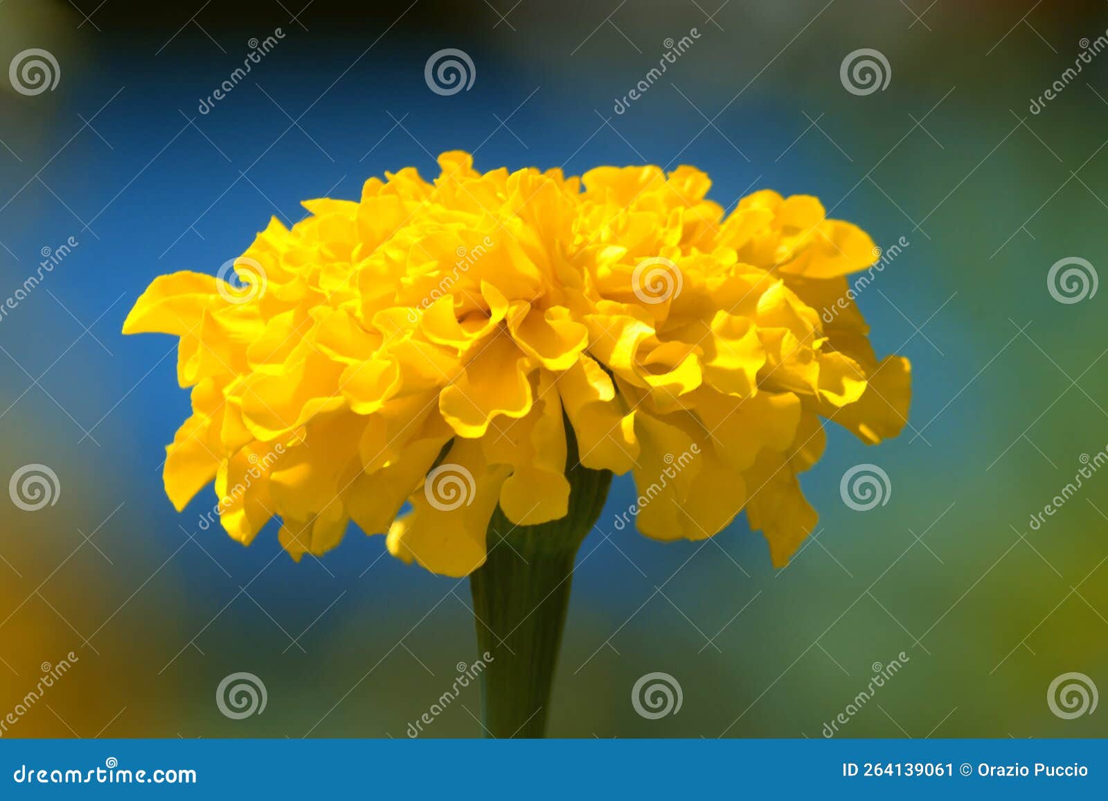 Tagetes Erecta or Indian Rose. Close Up of a Yellow Tagetes Erecta ...