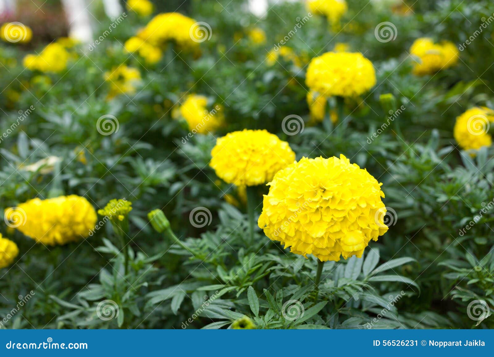 Tagetes Erecta L or Marigold Beautiful Flower Stock Image - Image of ...