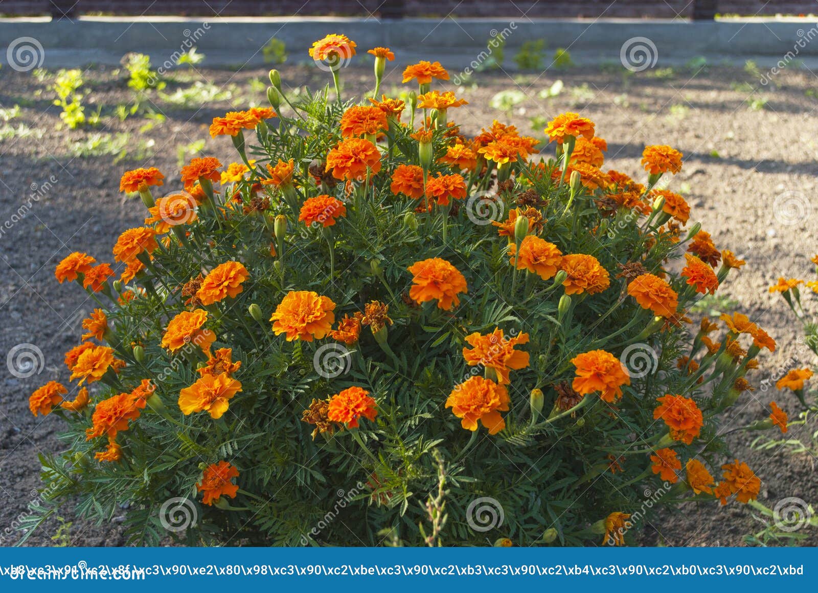 Tagetes Erecta Orange Autumn Closeup Stock Photo - Image of beautiful ...