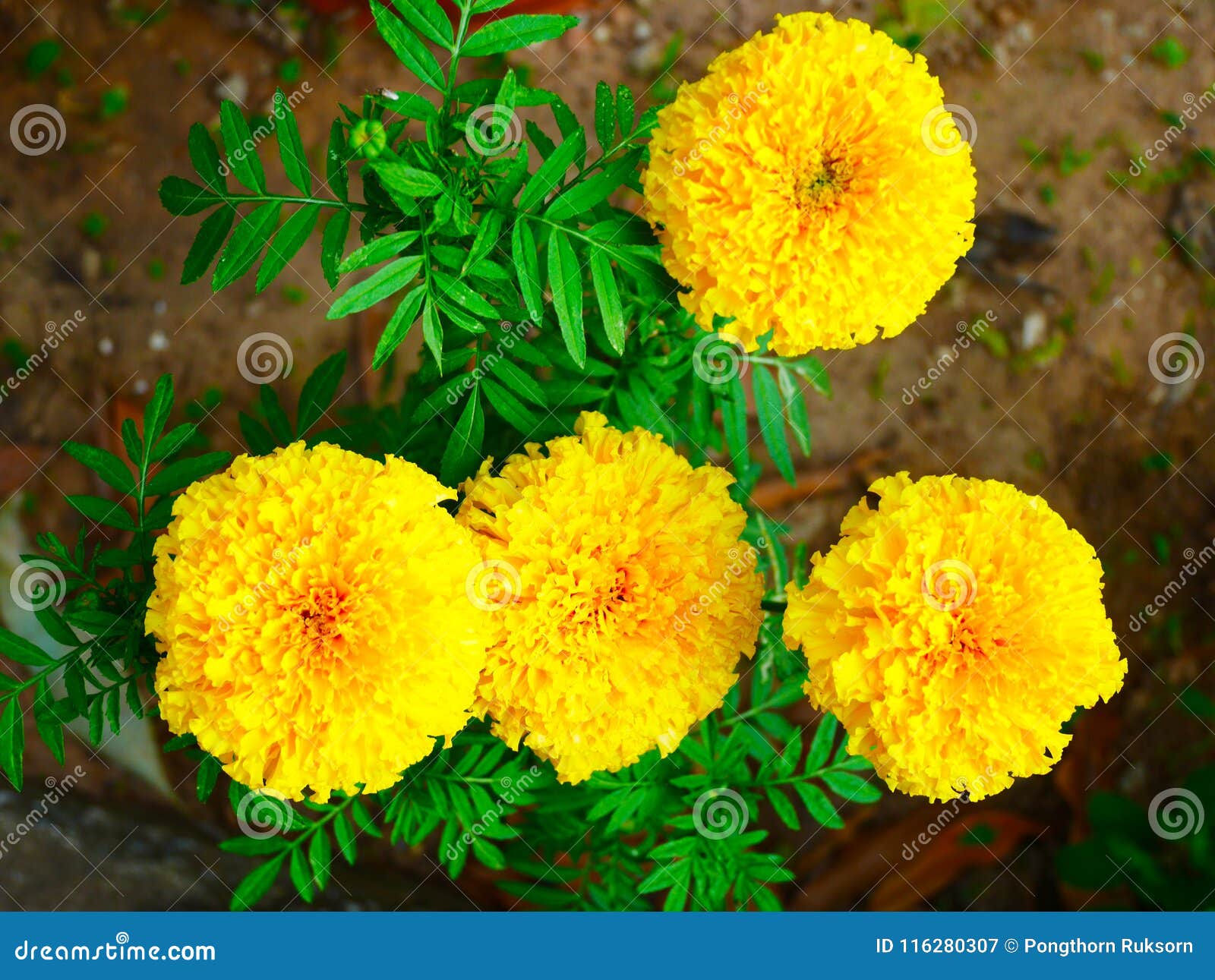 Tagetes Erecta is a Species of the Genus Tagetes Stock Image - Image of ...