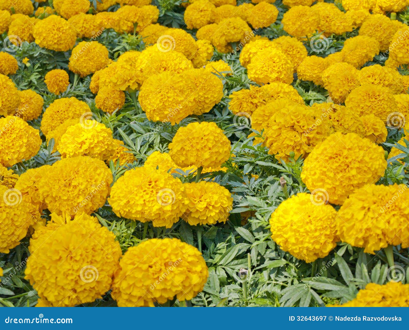 Tagetes Erecta stock image. Image of floral, garden, natural - 32643697