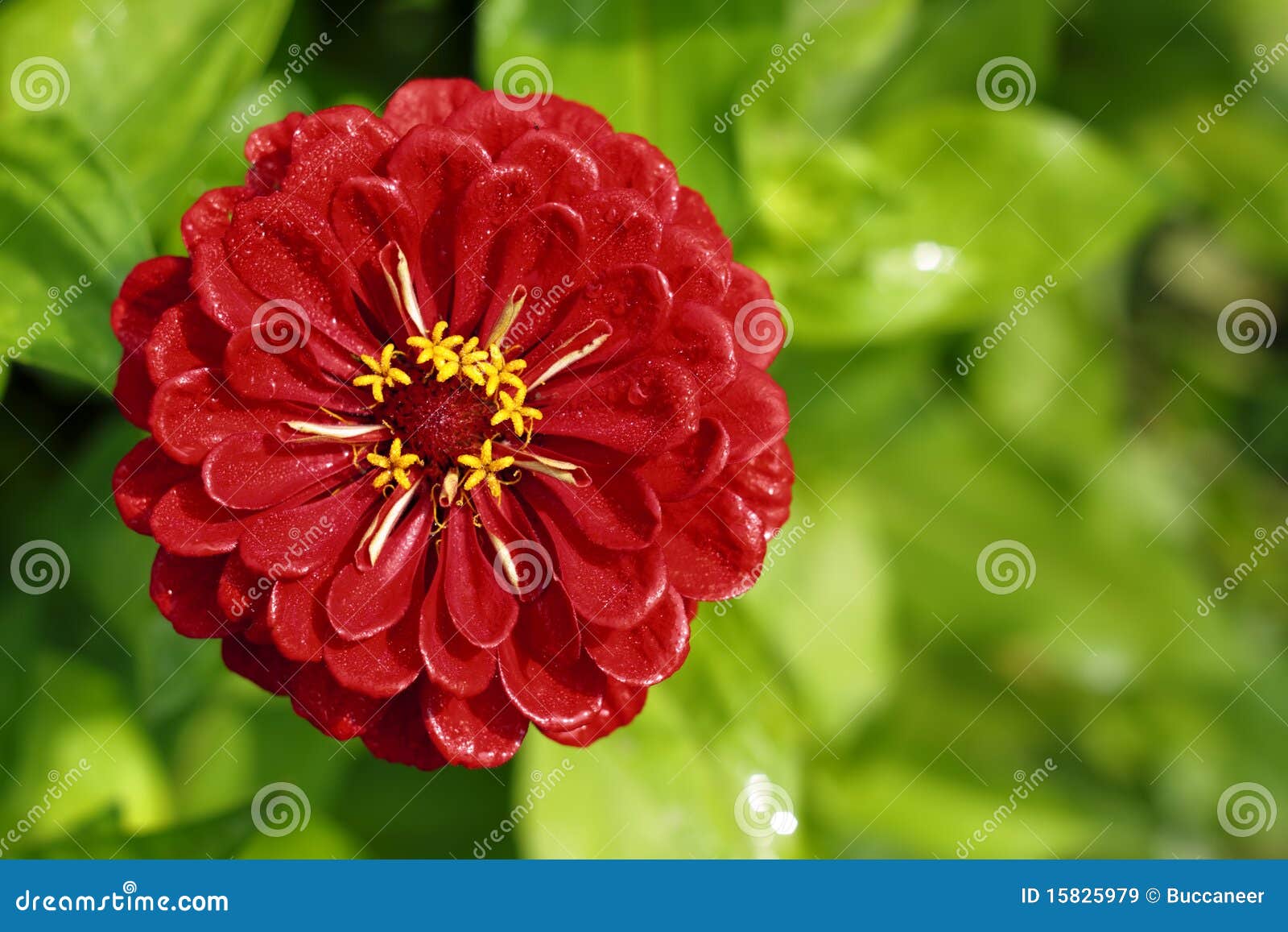 Tagetes flower stock image. Image of flora, green, horticulture - 15825979