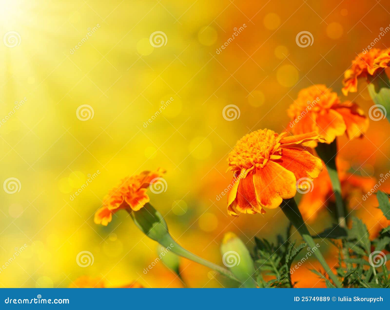 Tagetes flower stock image. Image of marigold, garden - 25749889