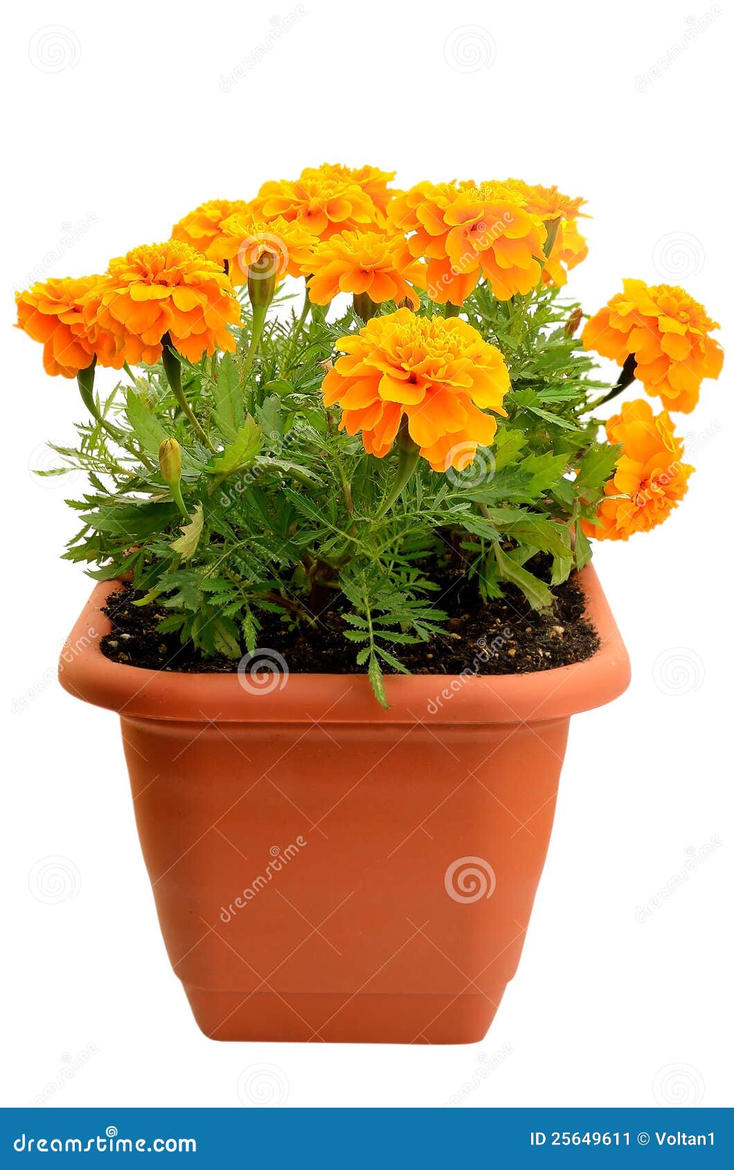 Tagetes Flower in Balcony Flowerpot Stock Image - Image of leaf, brown ...