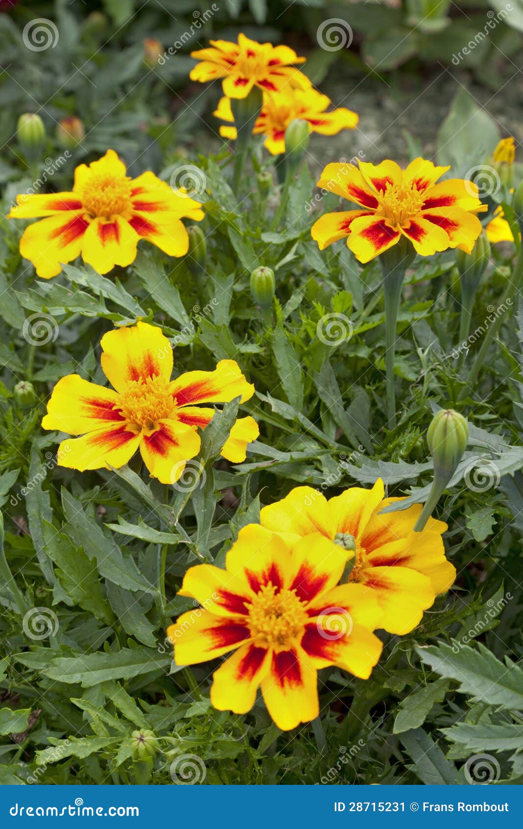 Tagetes flowers stock image. Image of frame, tagetes - 28715231