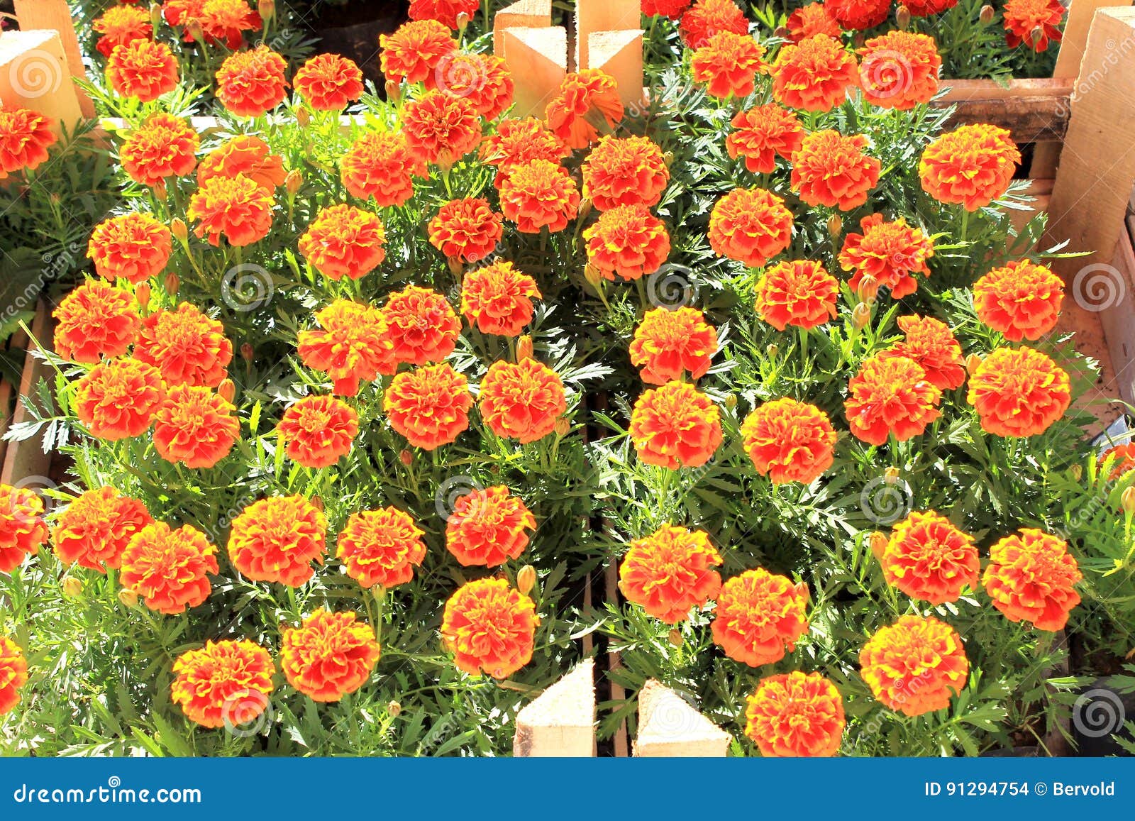 Tagetes flowers stock photo. Image of ornamental, seedling - 91294754