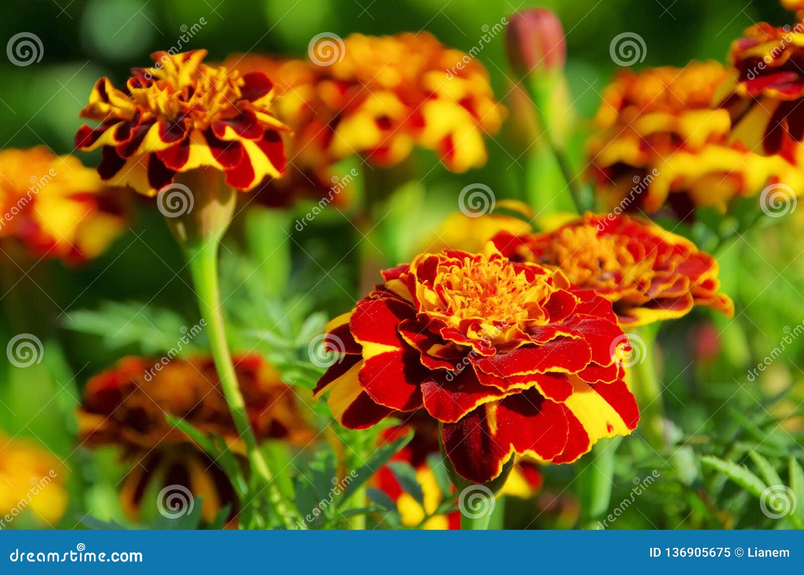 Tagetes flowers stock image. Image of blossom, petal - 136905675