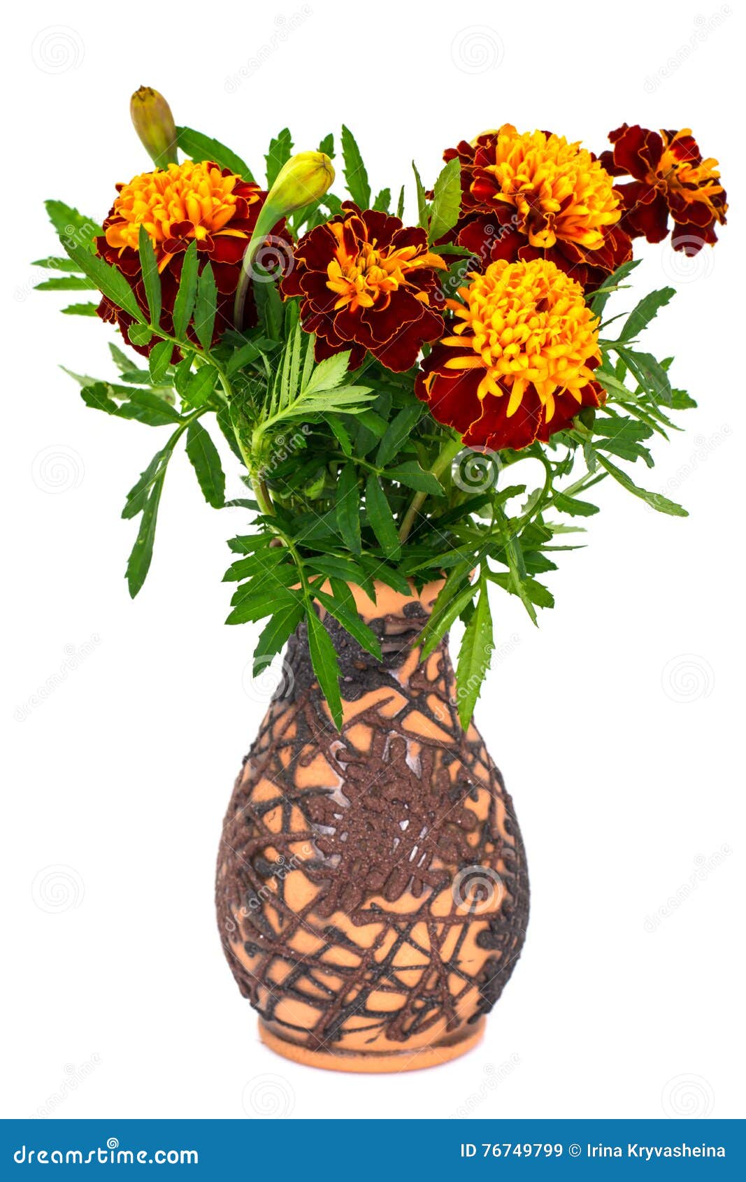 Tagetes Flowers Studio Photo Isolated Stock Image - Image of flowers ...