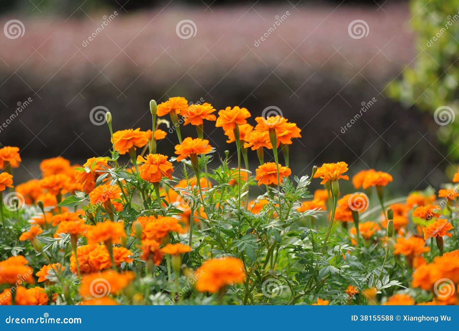 Tagetes Marigold Flowers stock photo. Image of formal - 38155588