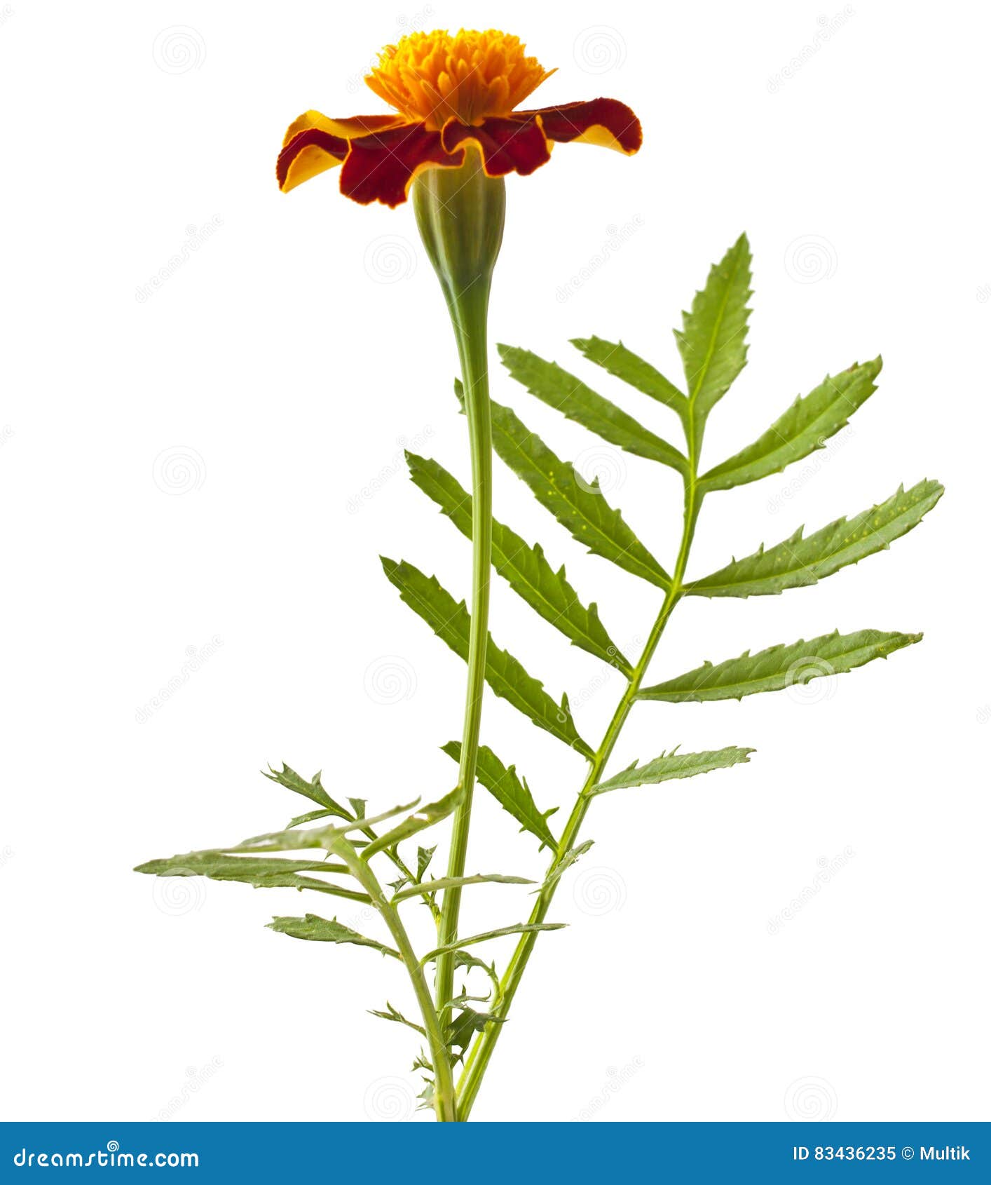 Tagetes patula flower stock image. Image of beauty, isolated - 83436235