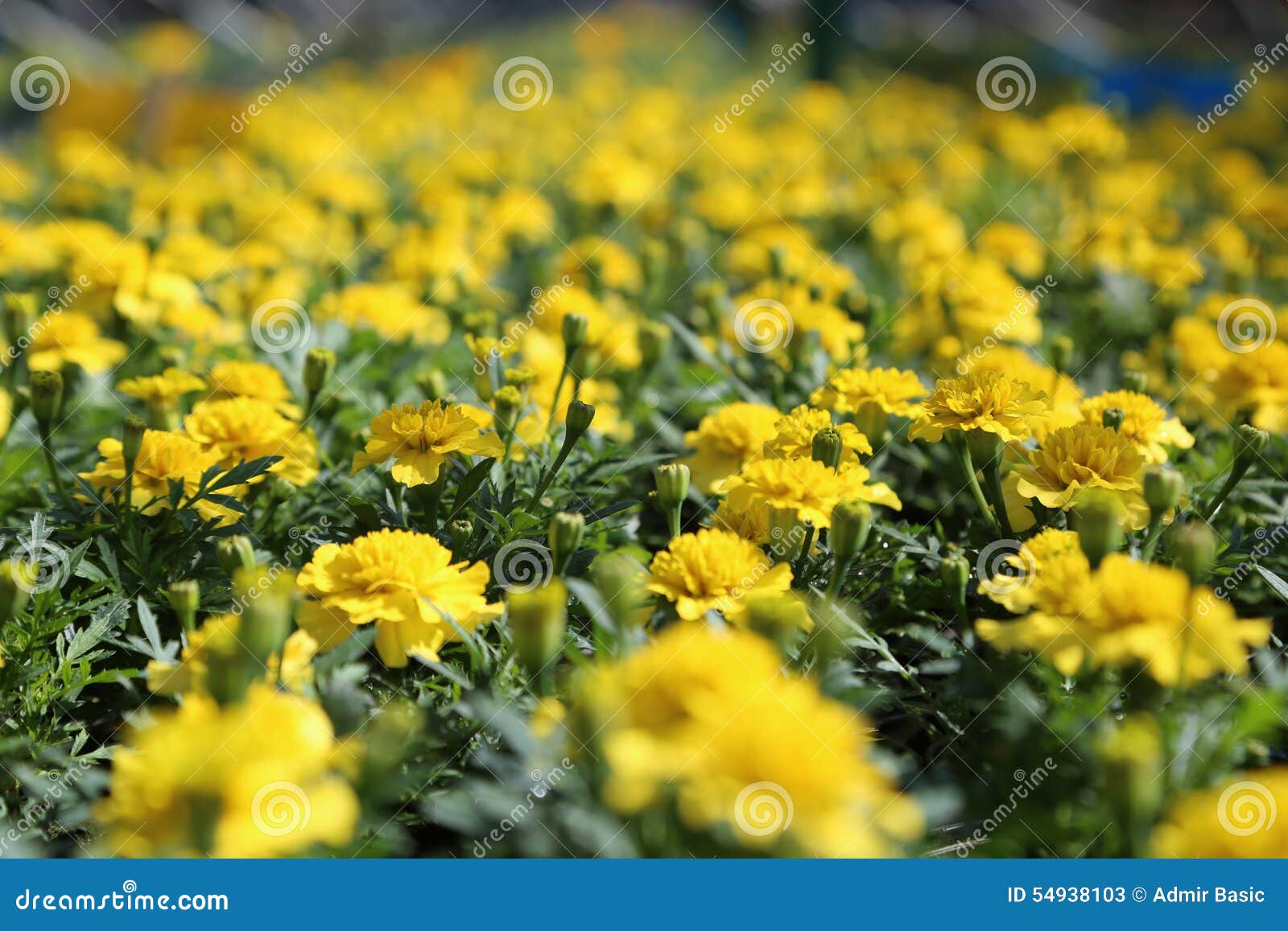 Tagetes Patula Yellow stock image. Image of green, flower - 54938103