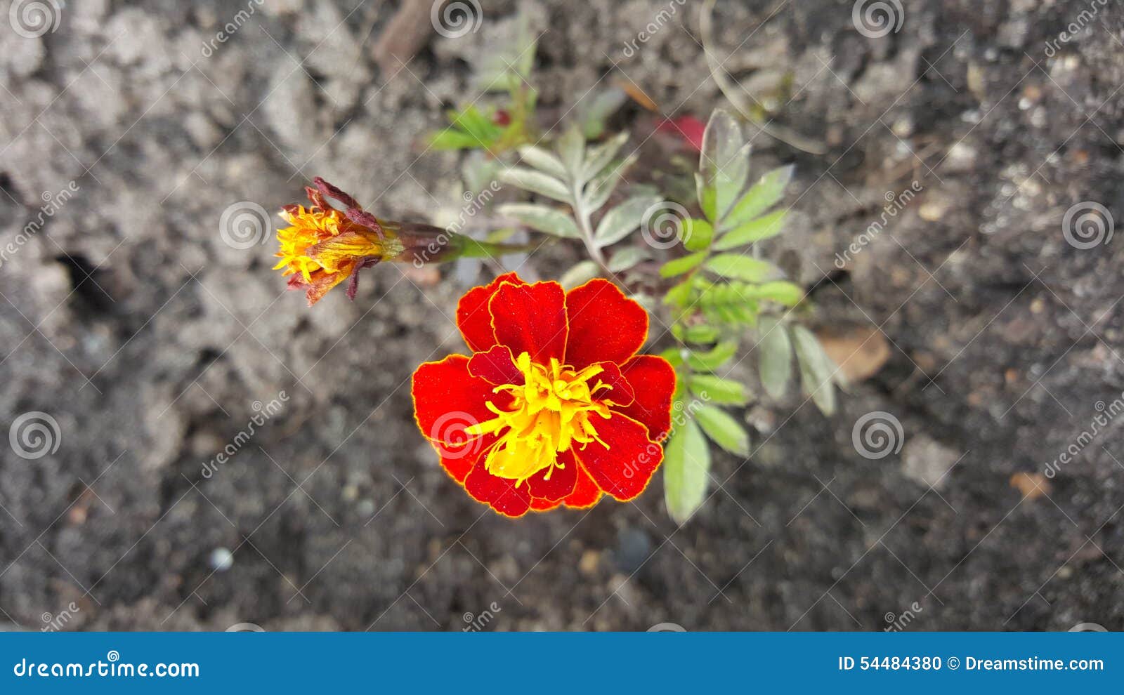 Serentis Stock Photos - Free & Royalty-Free Stock Photos from Dreamstime