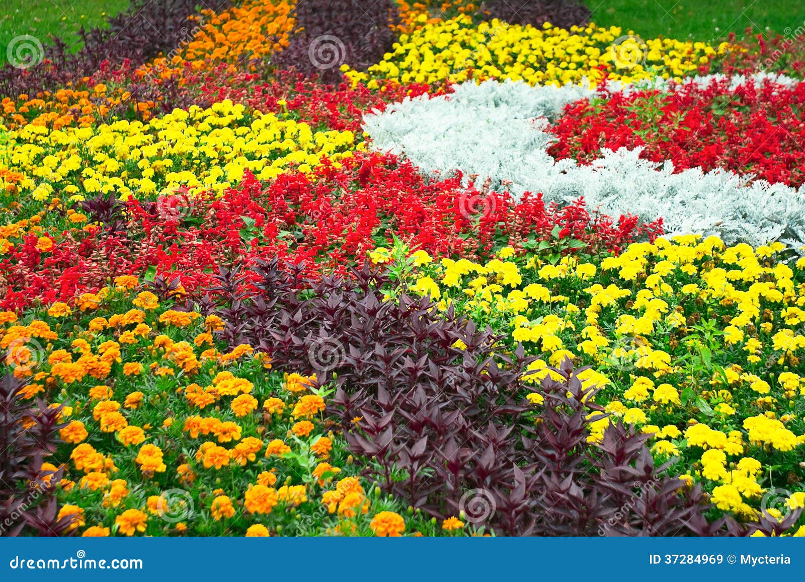 Tagets on a flower bed stock image. Image of botany, background - 37284969