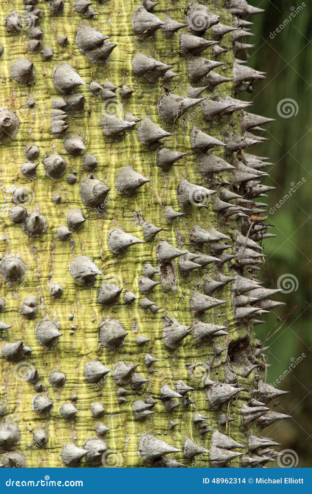 Taggar arkivfoto. Bild av torr, korall, överlevande, torrt - 48962314