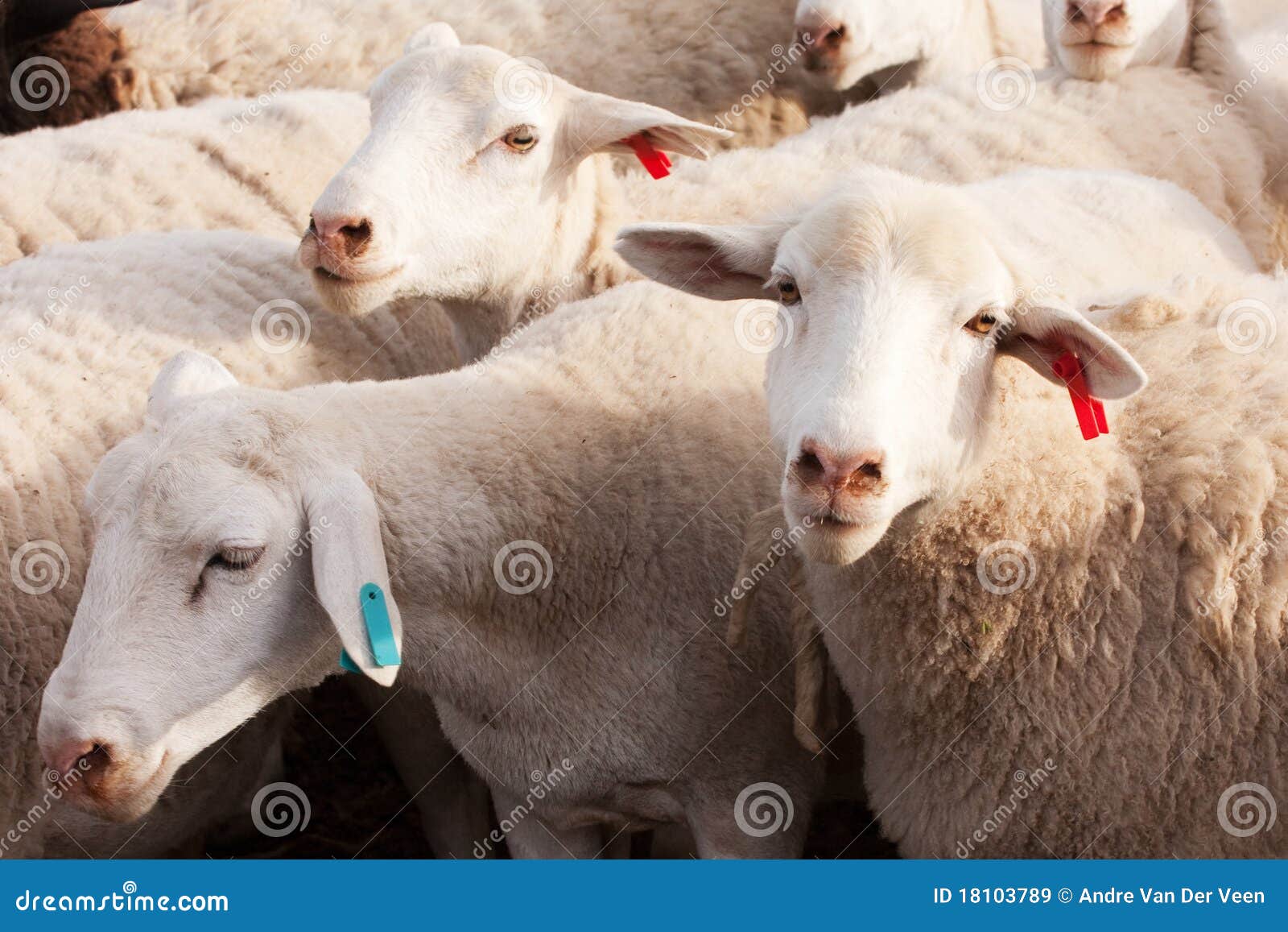 Tagged Dormer Sheep in Late Afternoon Stock Image - Image of together ...