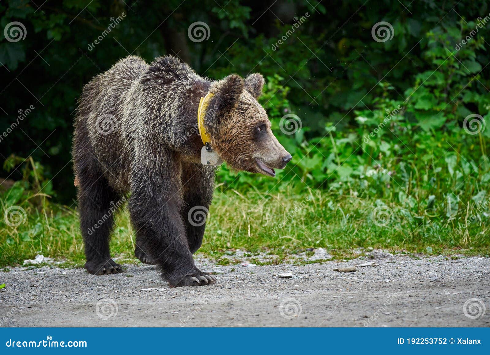 A Female Brown / Variegated Spider Monkey Hugging Her Baby Royalty-Free ...