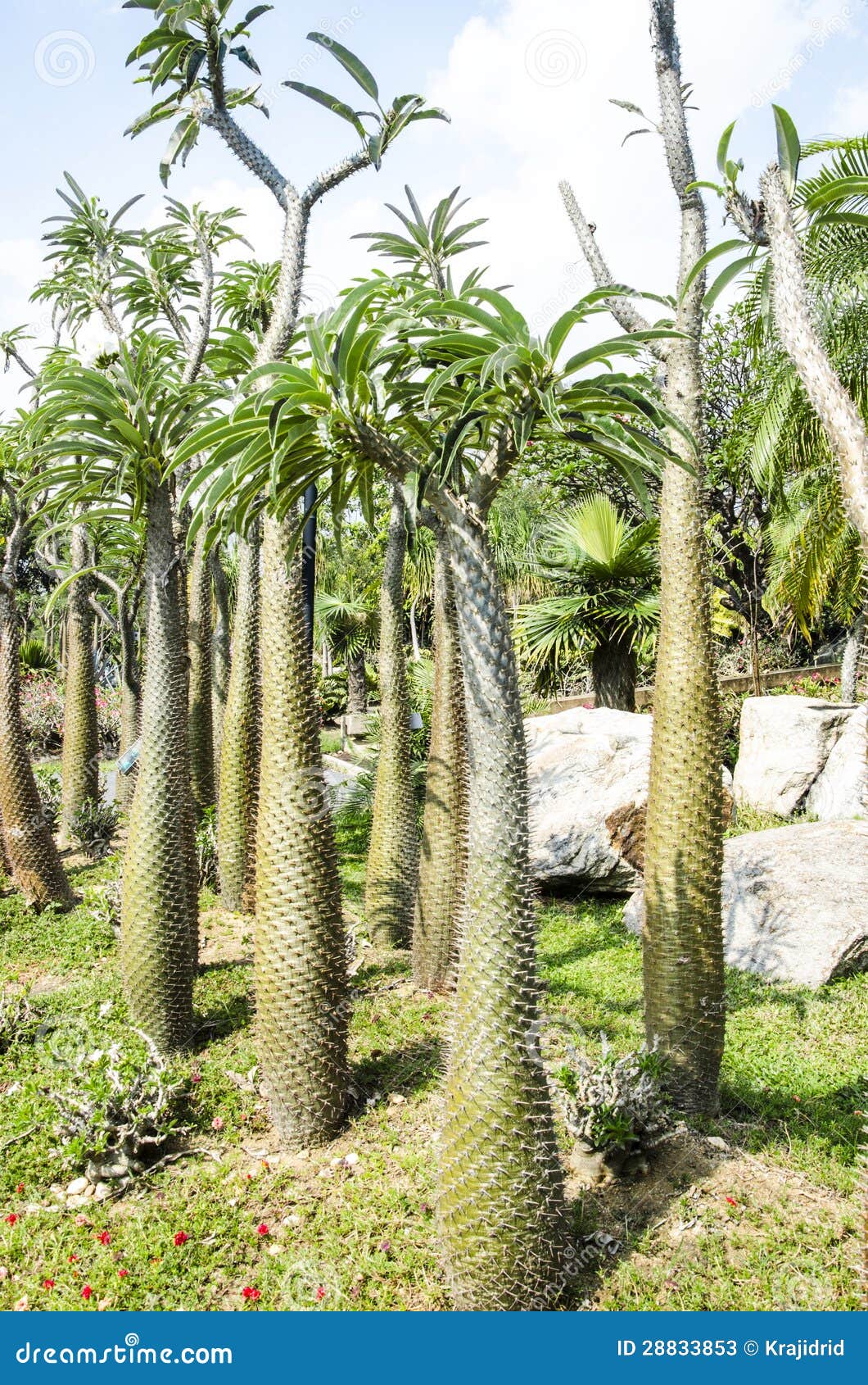 Taggig kaktustree fotografering för bildbyråer. Bild av växt - 28833853