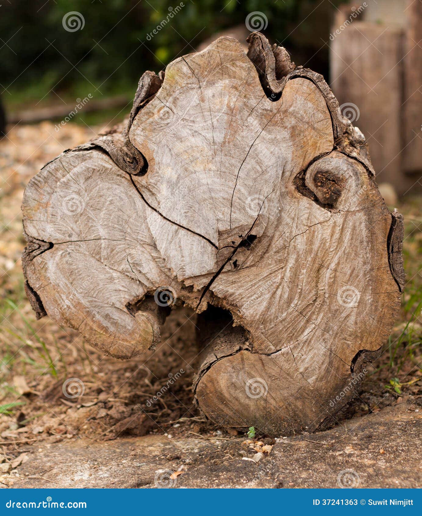 Tagli Il Vecchio Ceppo Di Superficie Immagine Stock - Immagine di ...