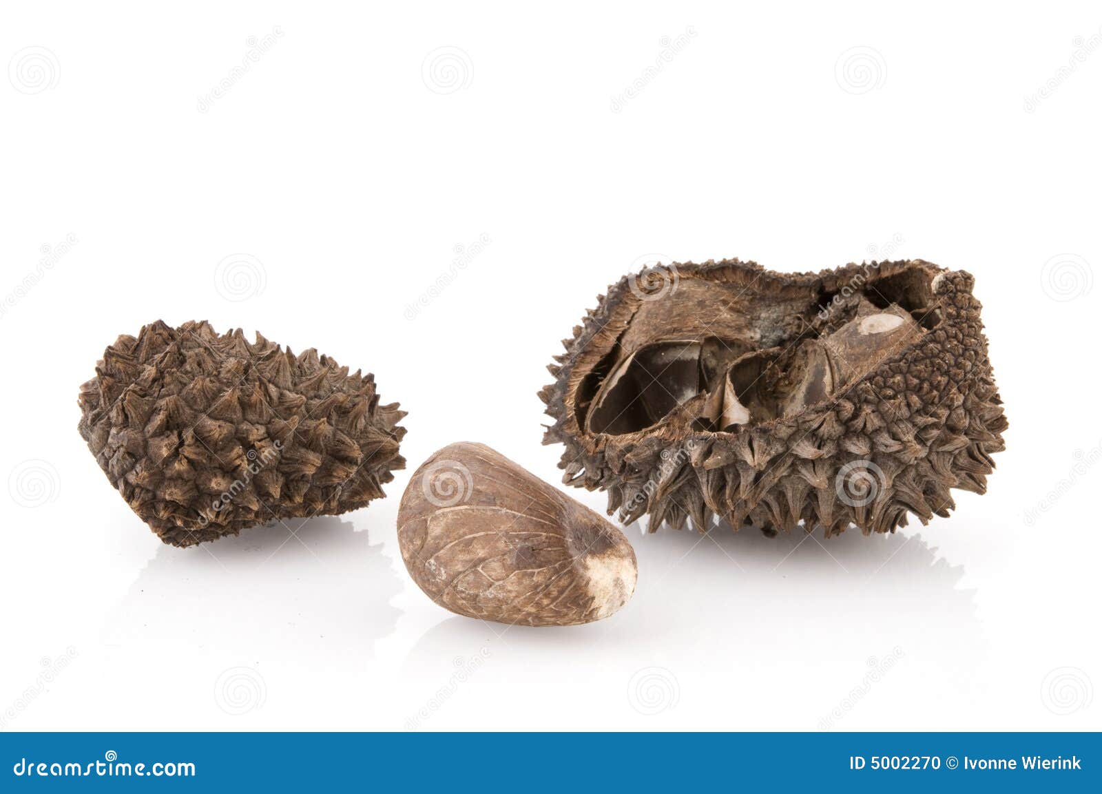 Tagua stock photo. Image of ivory, coroza, equator, tagua - 5002270