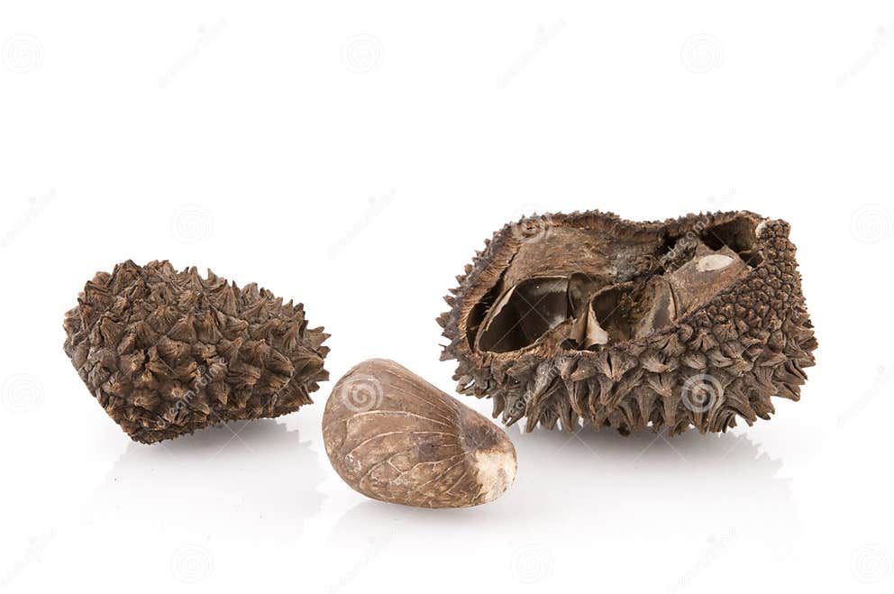 Tagua 库存照片. 图片 包括有 亚马逊, 森林, 雕刻, 螺母, 结构树, 种植园, 秘鲁, 伪造, 手工造 - 5002270