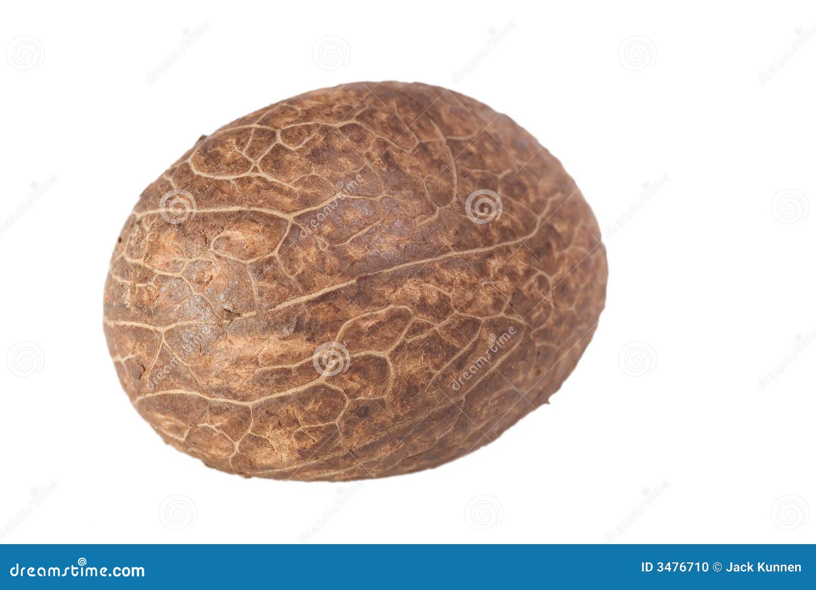 Tagua Nut stock photo. Image of conservation, jungle, ivory - 3476710