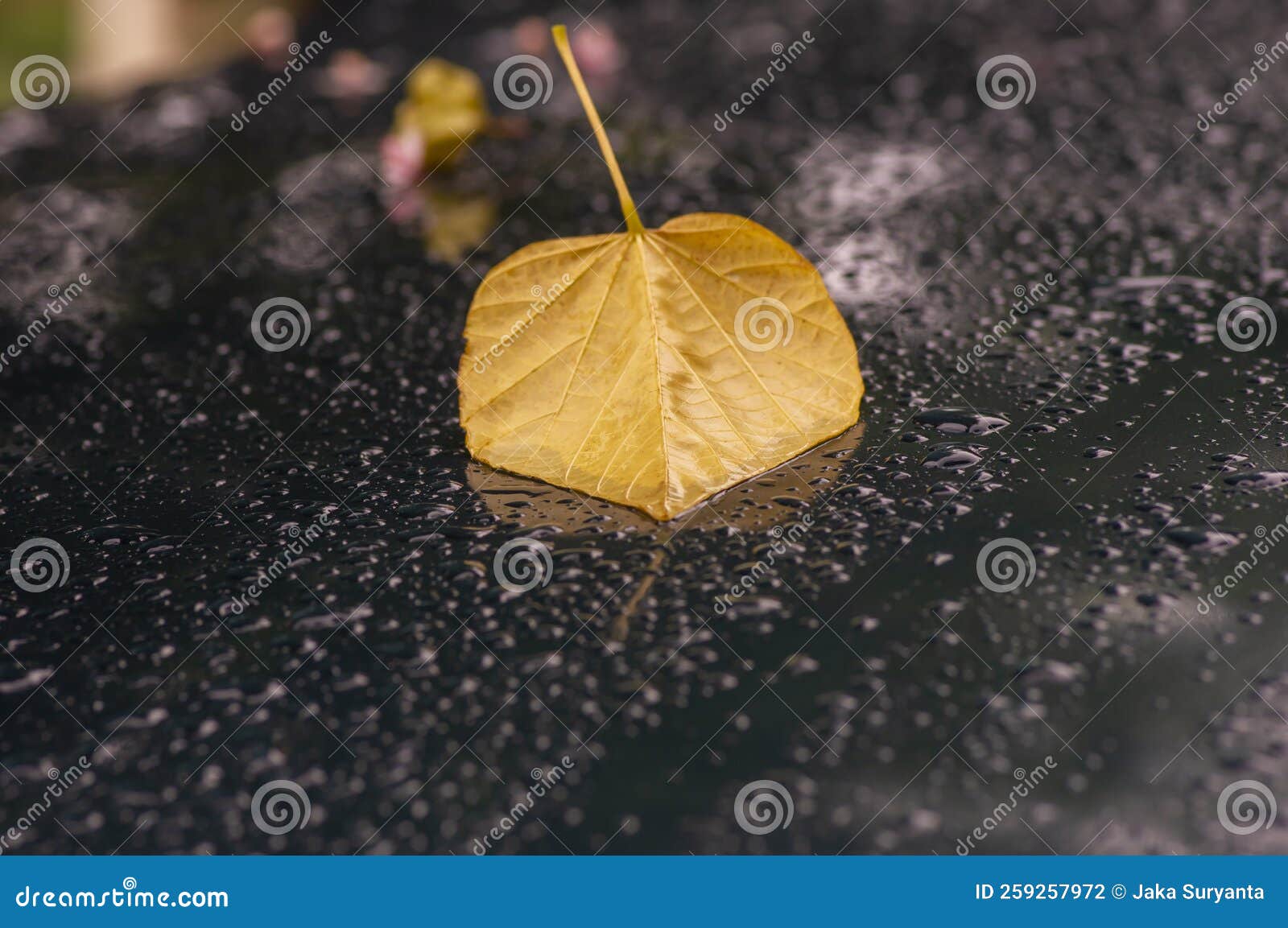 Tahongai, Guest Tree (Kleinhovia Hospita), Known As Timoho (Java ...