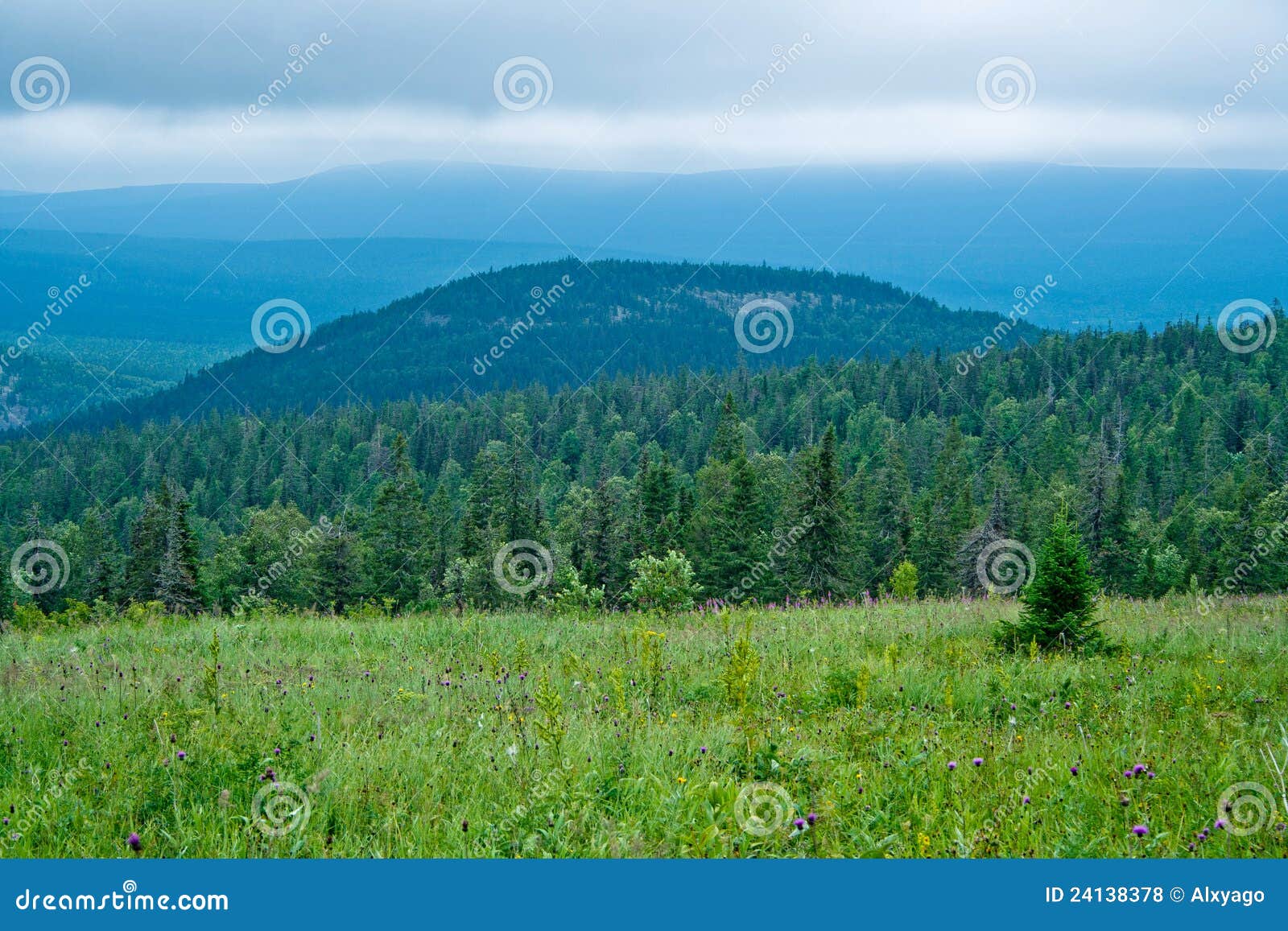 Taiga stock photo. Image of kvarkush, scenery, nature - 24138378