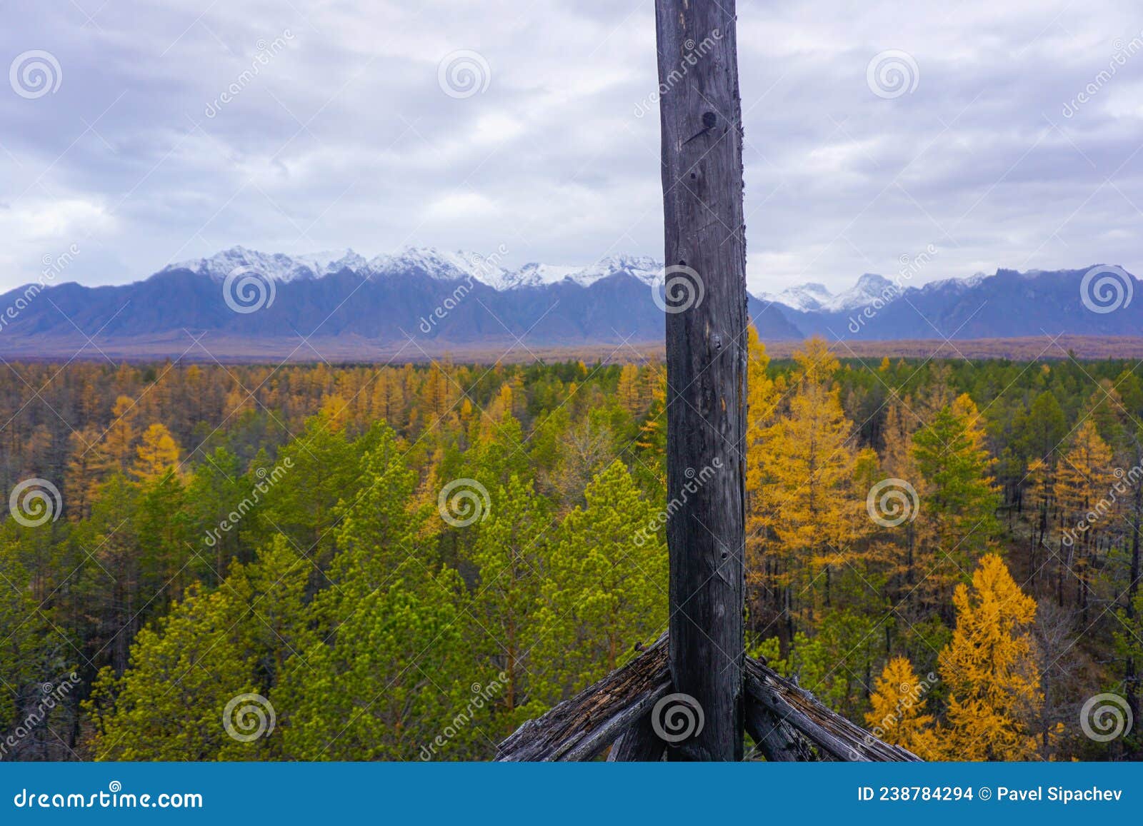 Taiga in Autumn in the Trans Baikal Territory Stock Photo - Image of ...