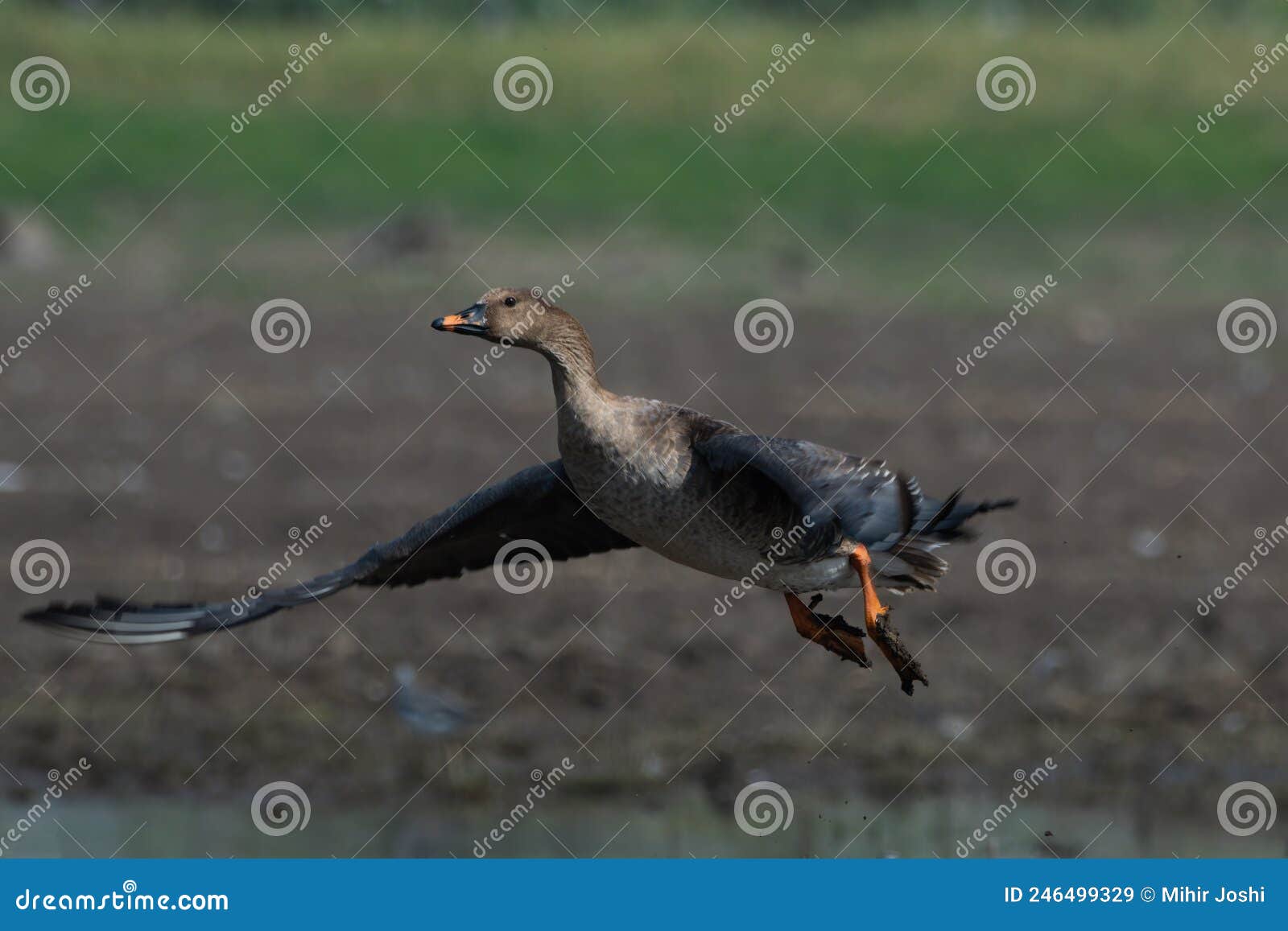 Taiga Bean Goose in Flight at Bhigwan Stock Image - Image of animal ...