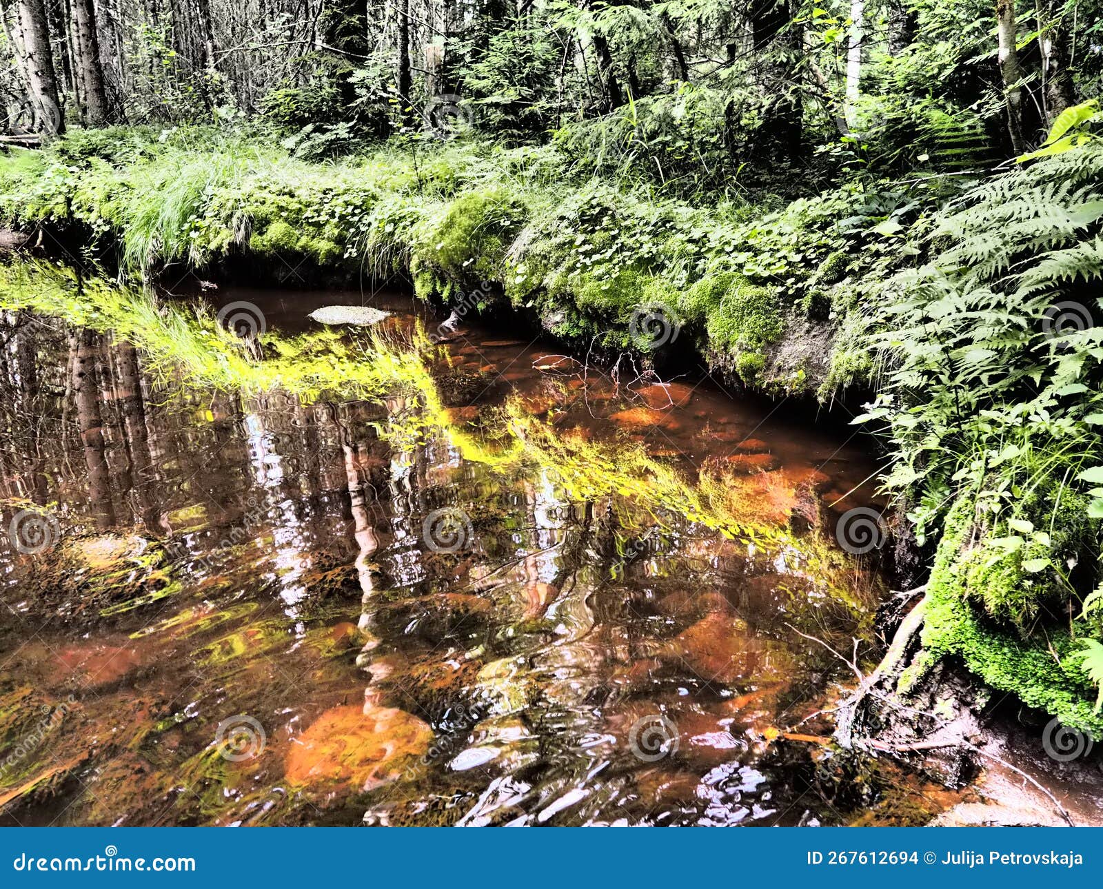 Taiga Biome Dominated By Coniferous Forests. Picea Spruce, Coniferous ... Taiga Biome Dominated By Coniferous Forests. Picea Spruce, Coniferous ...