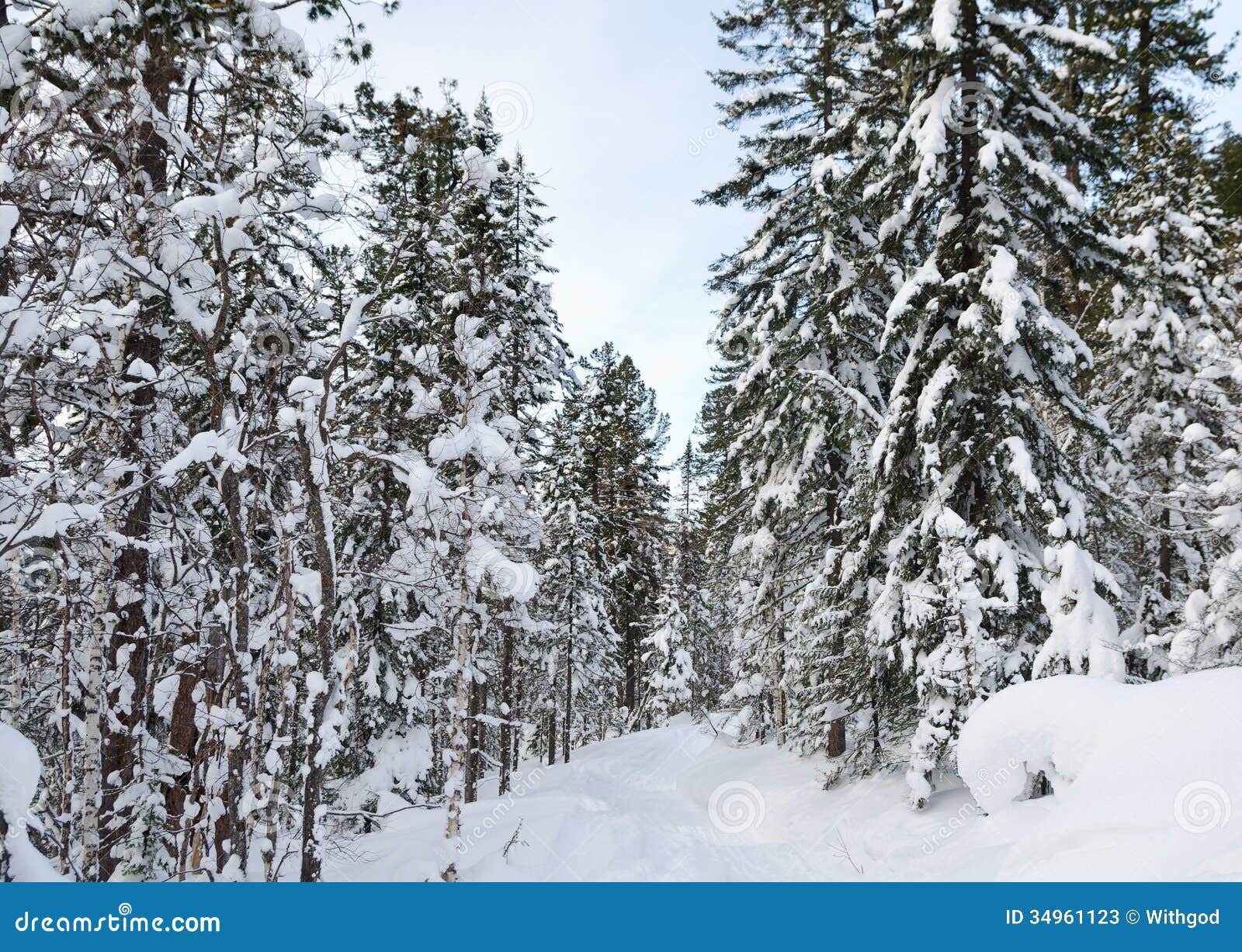 Taiga del invierno imagen de archivo. Imagen de helada - 34961123