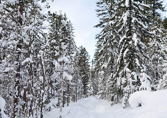 Taiga del invierno imagen de archivo. Imagen de helada - 34961123