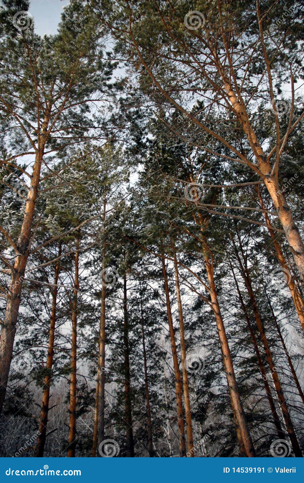 Taiga del invierno. Sayan. imagen de archivo. Imagen de siberia - 14539191