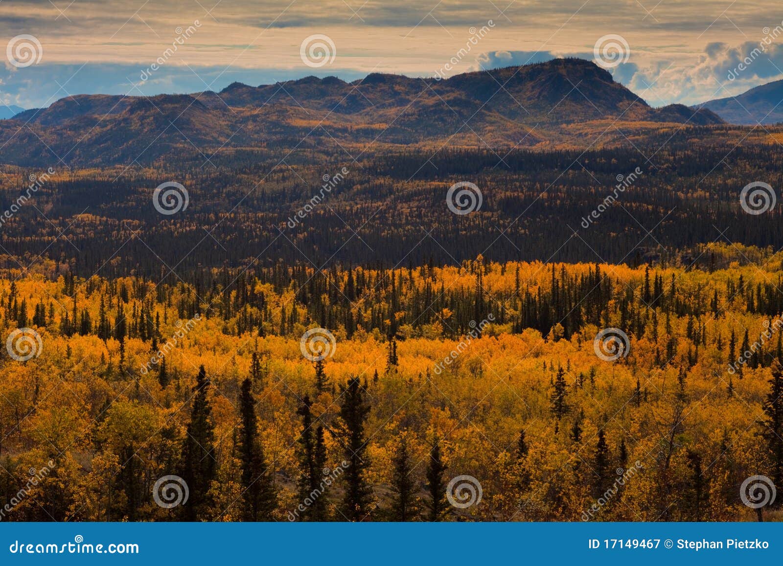 Taiga in Fall stock image. Image of distant, freedom - 17149467