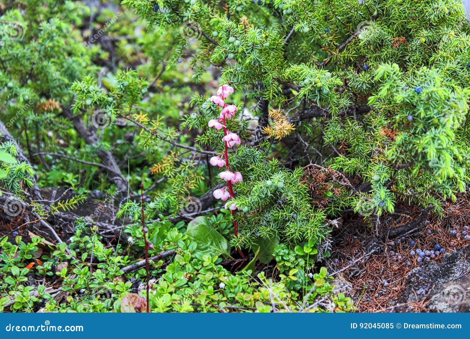 Taiga flowers stock image. Image of yakutiya, yakut, vilyuy - 92045085